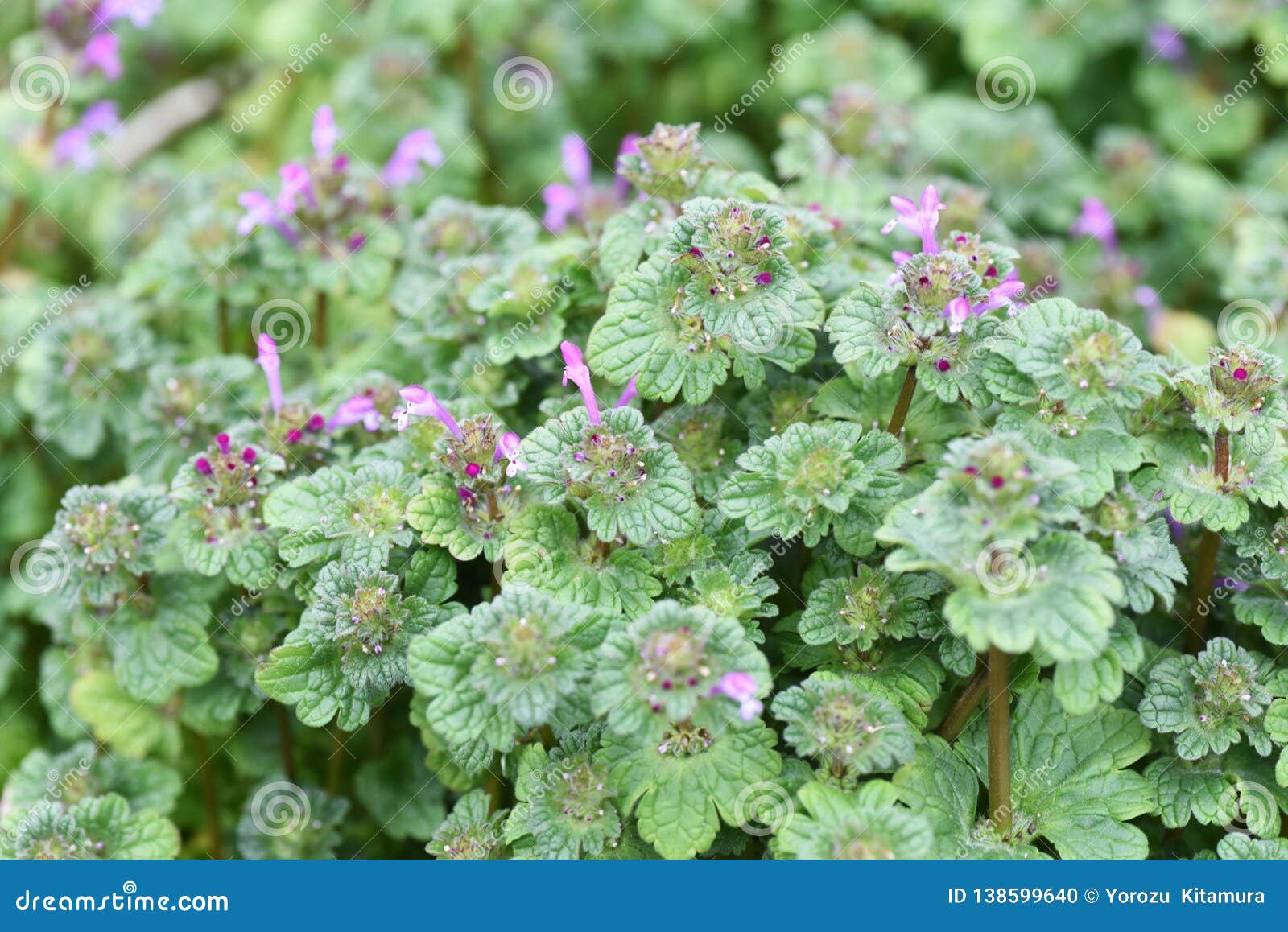 Henbit flowers stock photo. Image of dead, closeup, floral - 138599640