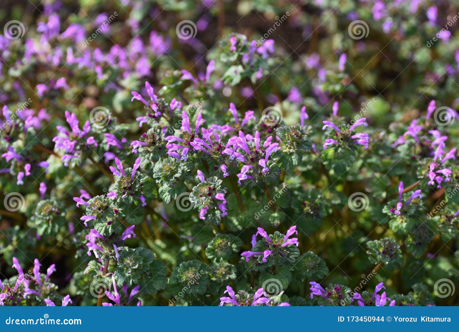 Henbit stock photo. Image of plant, bloom, common, japan - 173450944