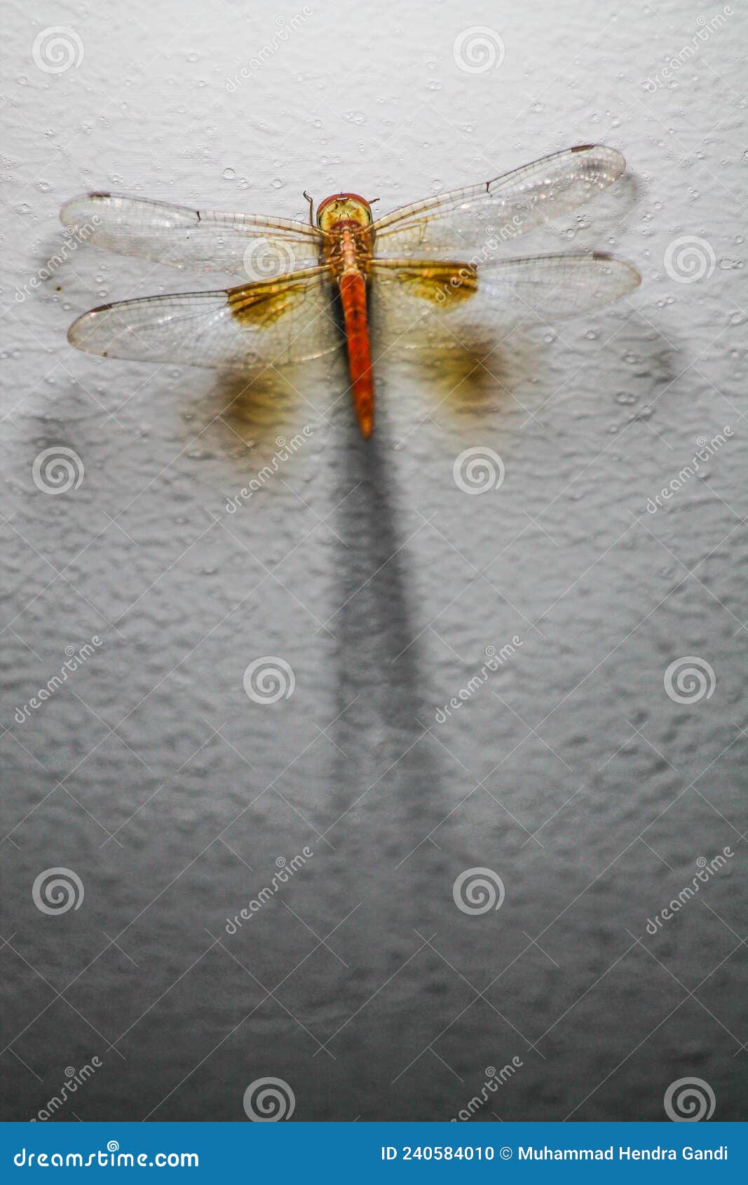 Dragonfly Flying Animal. Night Dragonfly Resting Stock Photo - Image of ...