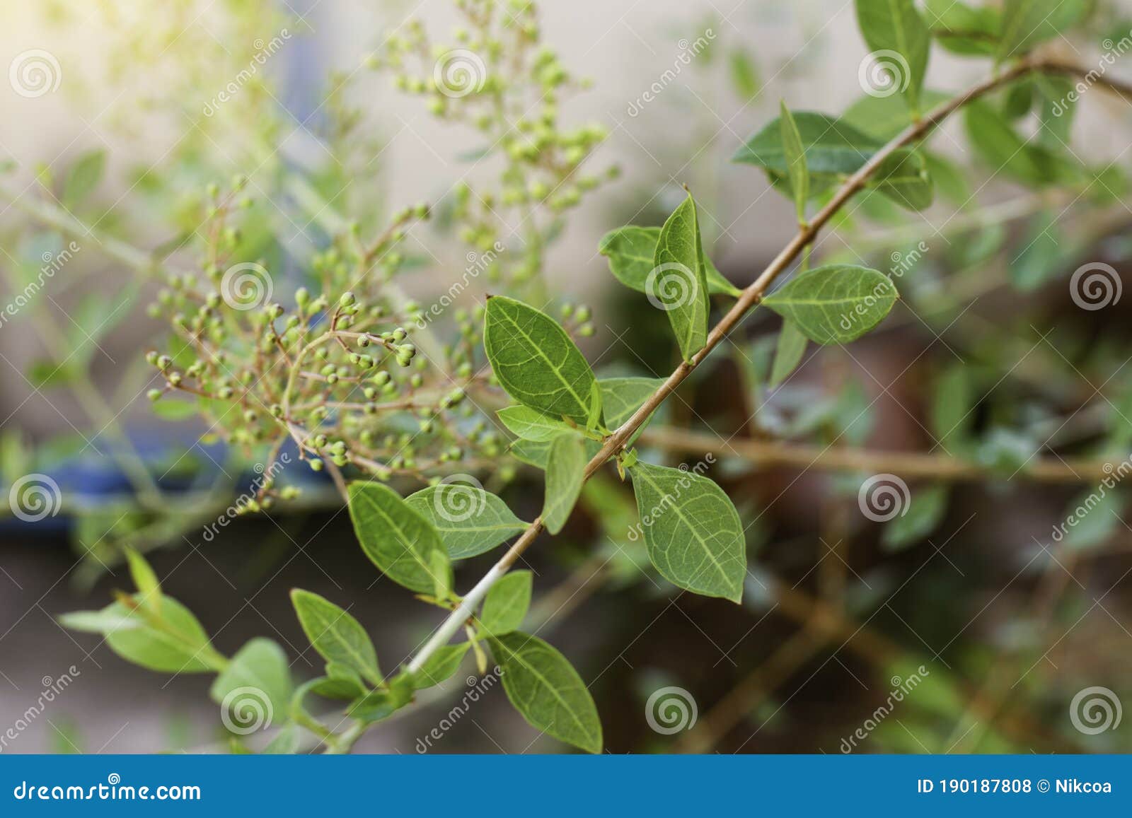 Lawsonia Inermis, Also Known As Hina Or Henna Tree Or Mignonette Tree ...