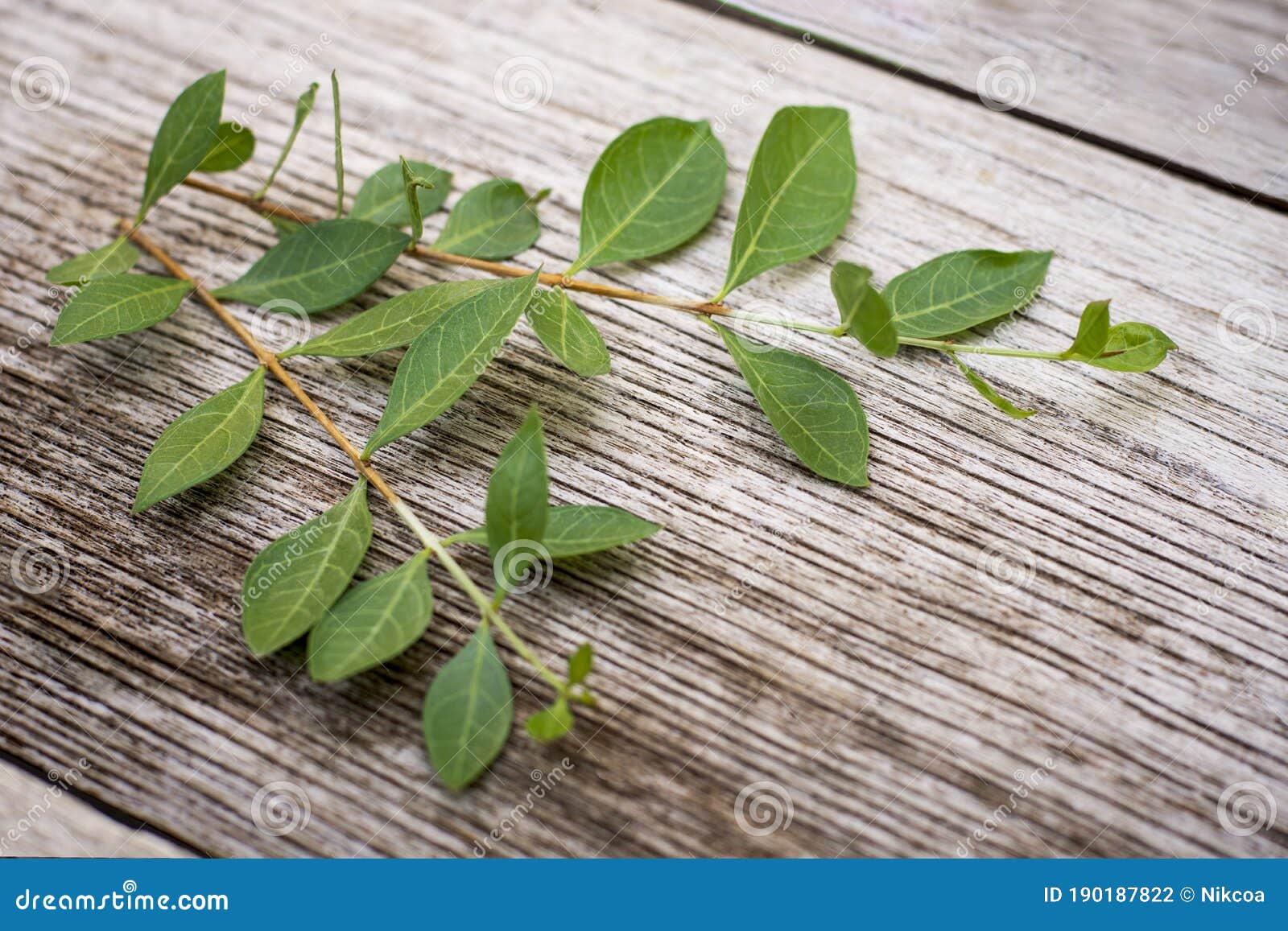Lawsonia Inermis, Also Known As Hina Or Henna Tree Or Mignonette Tree ...