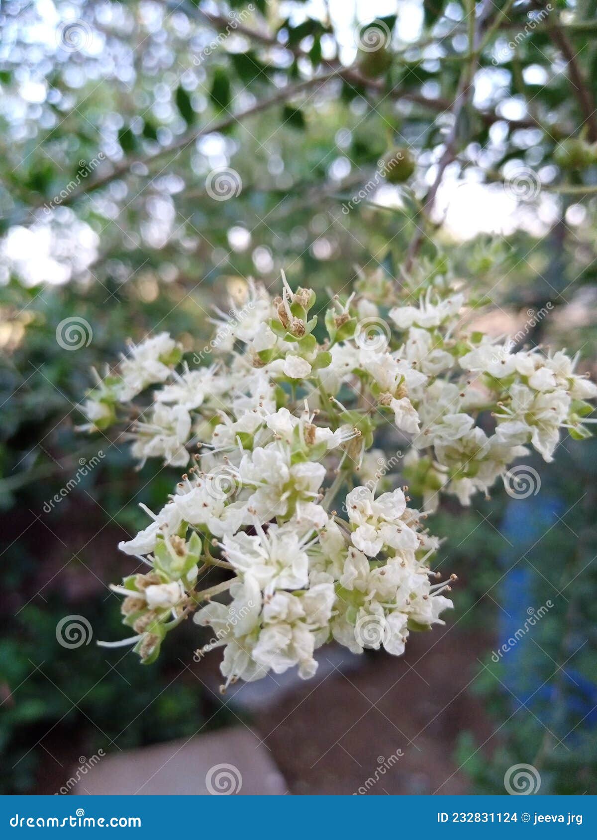 Flowers Of The Henna Tree Lawsonia Inermis. Also Known As Hina Or Henna ...
