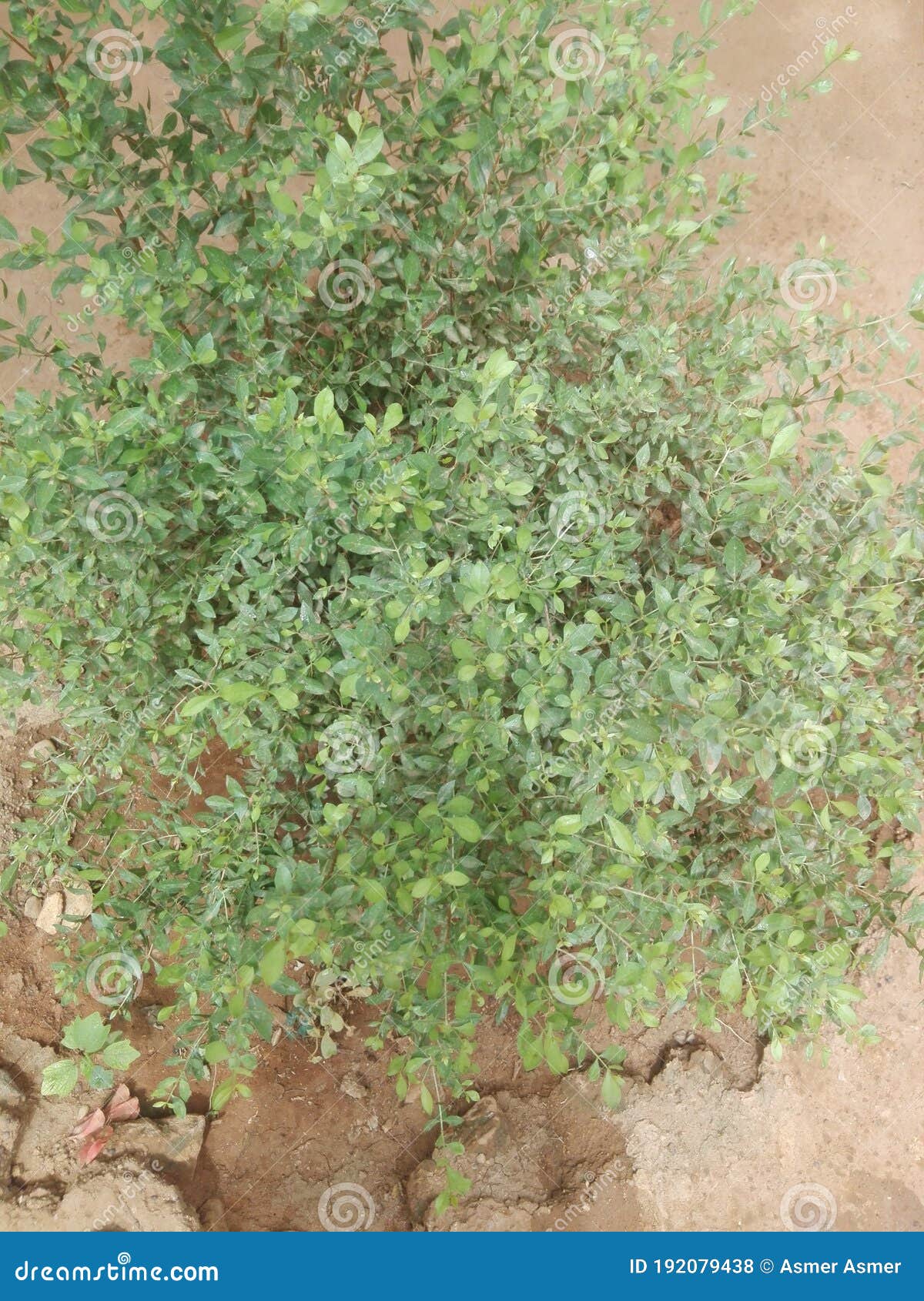 Henna Tree Of Life Pregnant Belly Stock Image | CartoonDealer.com #26323213