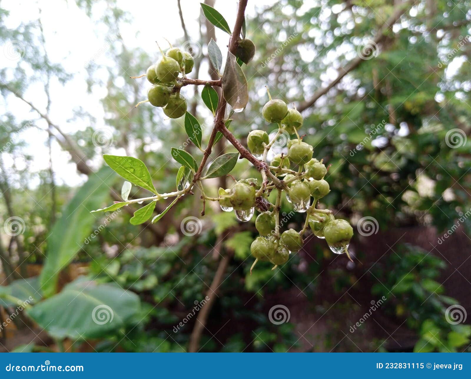 Henna Tree and water drops stock image. Image of water - 232831115