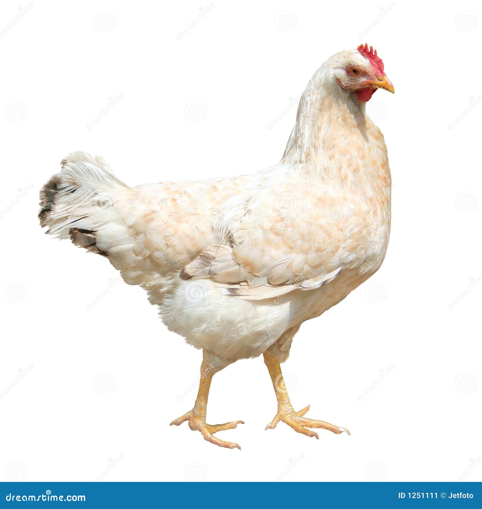 Henne stockbild. Bild von bereich, vogel, tier, gluckern - 1251111