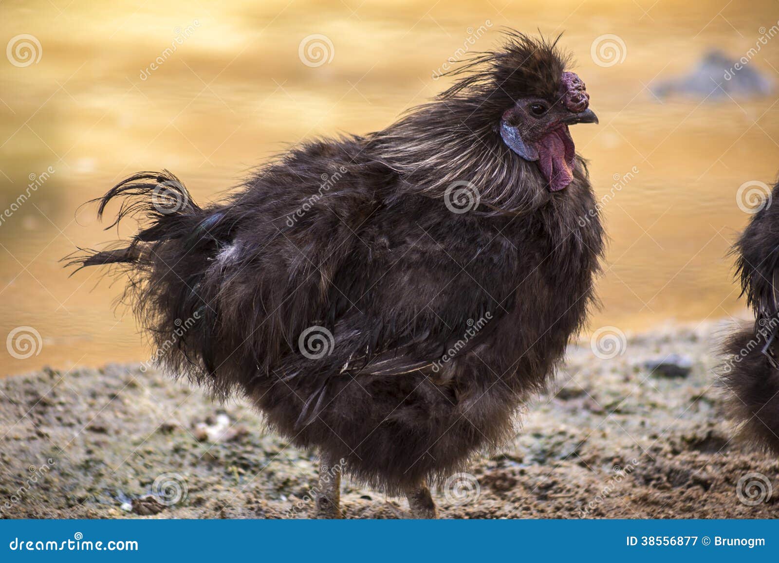 Henne stockbild. Bild von orange, chinesisch, tier, huhn - 38556877