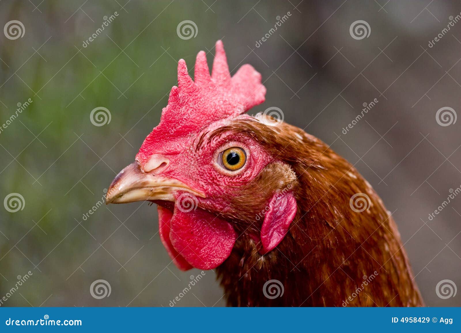 Henne Bild. Bild: 4958429