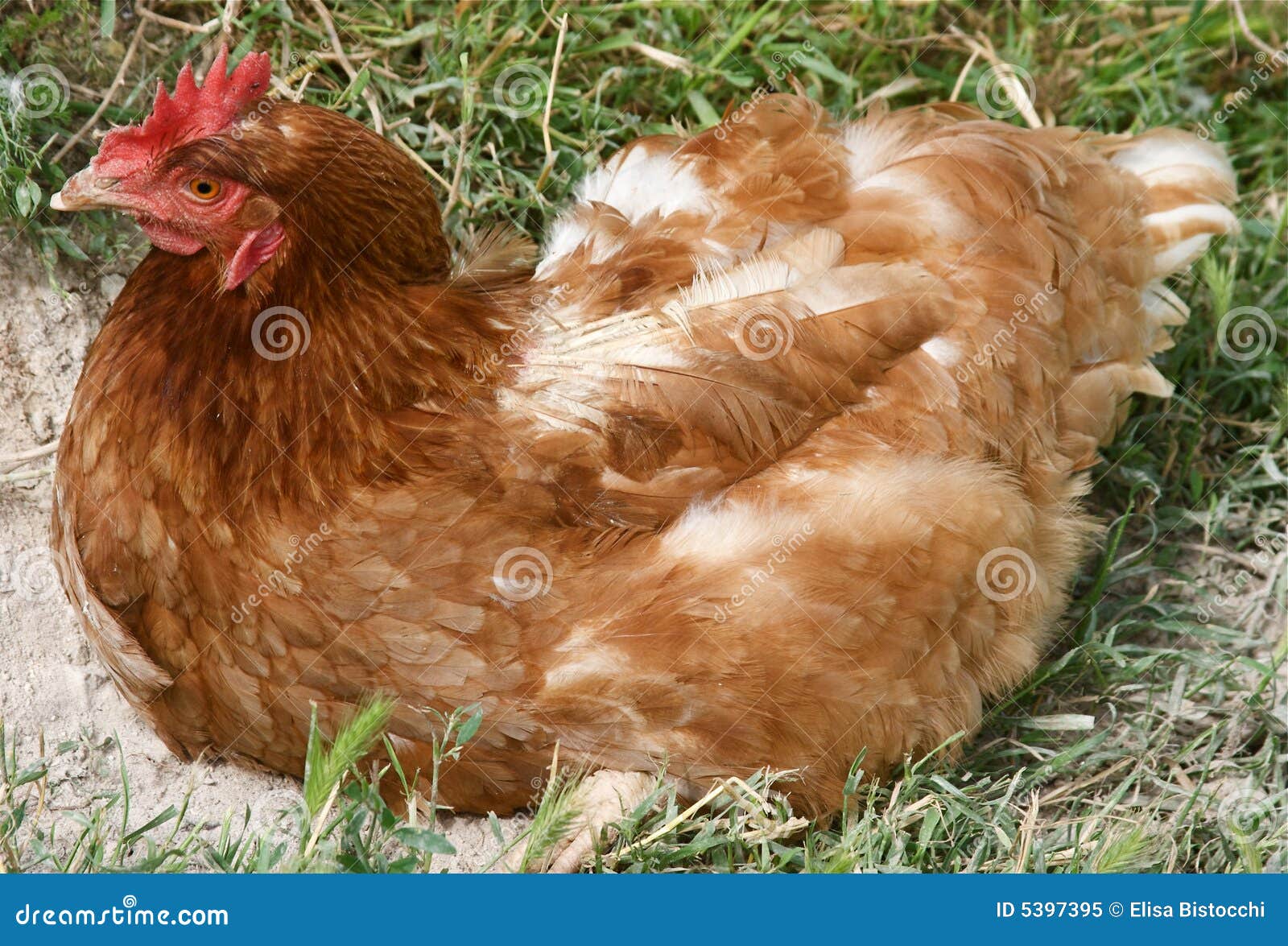 Henne Bild. Bild: 5397395