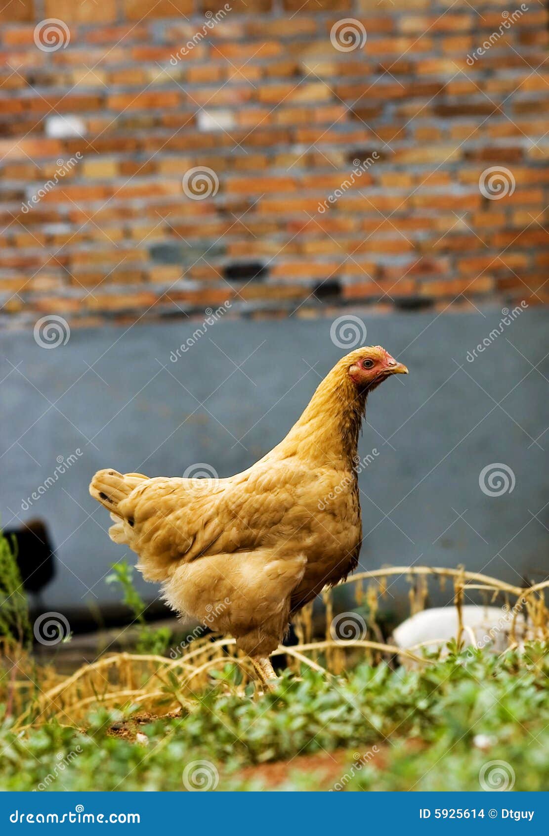 Henne stockfoto. Bild von vogel, landwirt, asiatisch, gebäude - 5925614