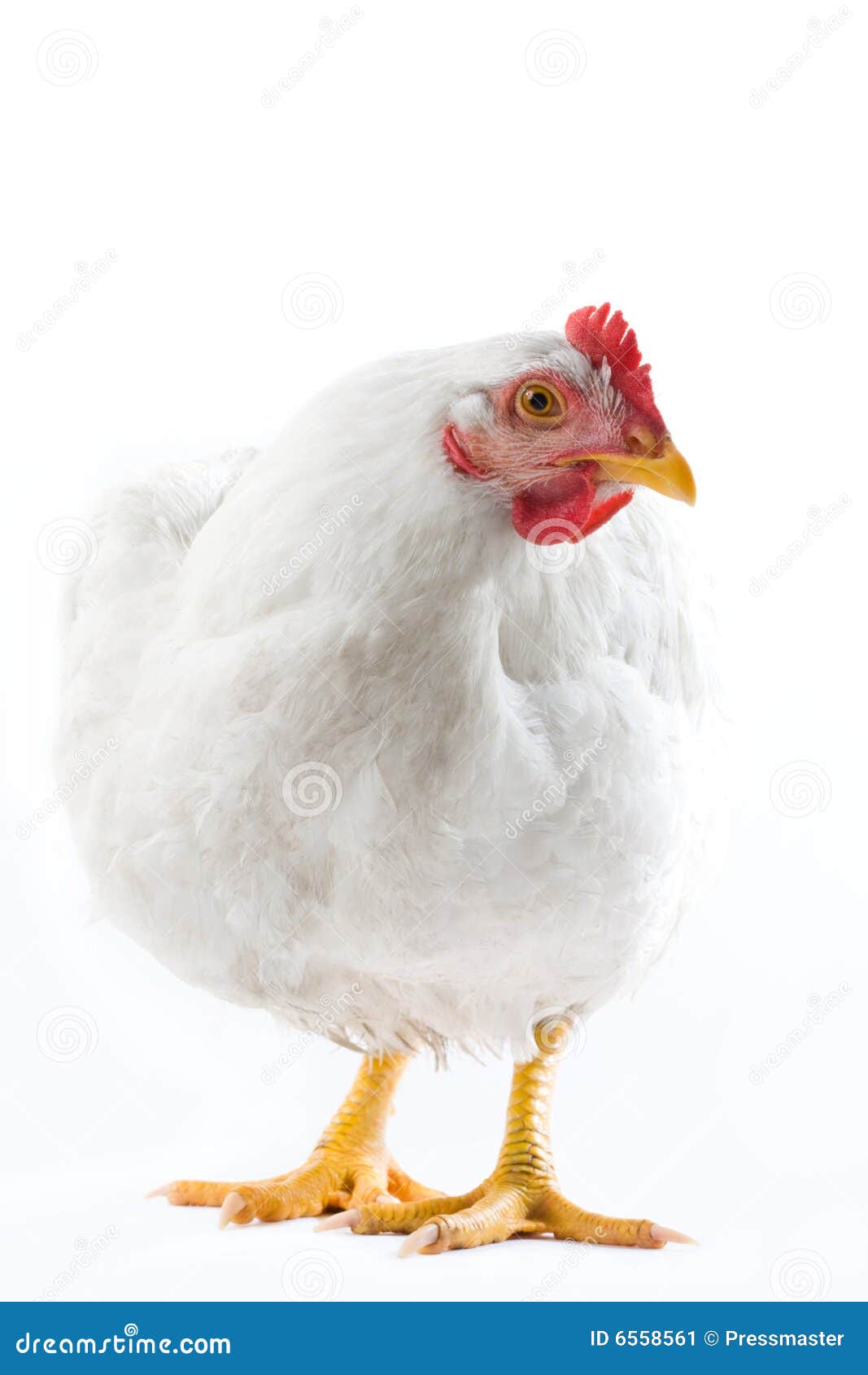 Henne stockbild. Bild von greifer, tier, hintergrund, küken - 6558561