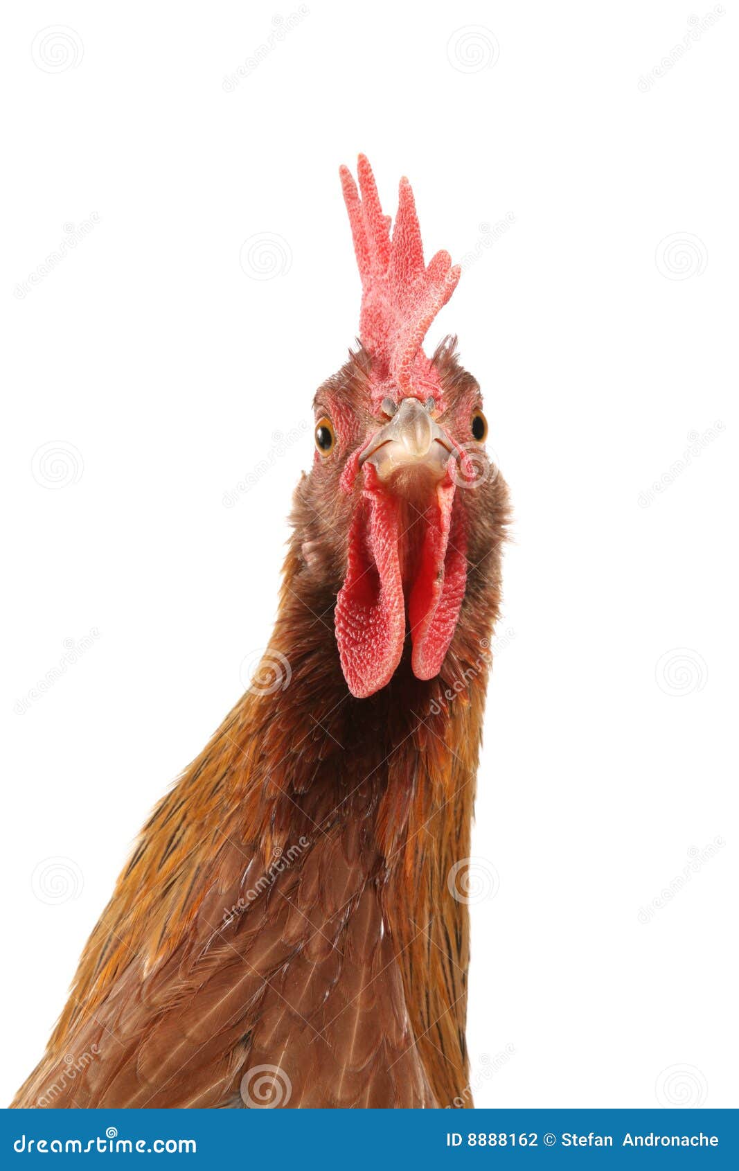 Henne stockfoto. Bild von bewirtschaften, tier, henne - 8888162