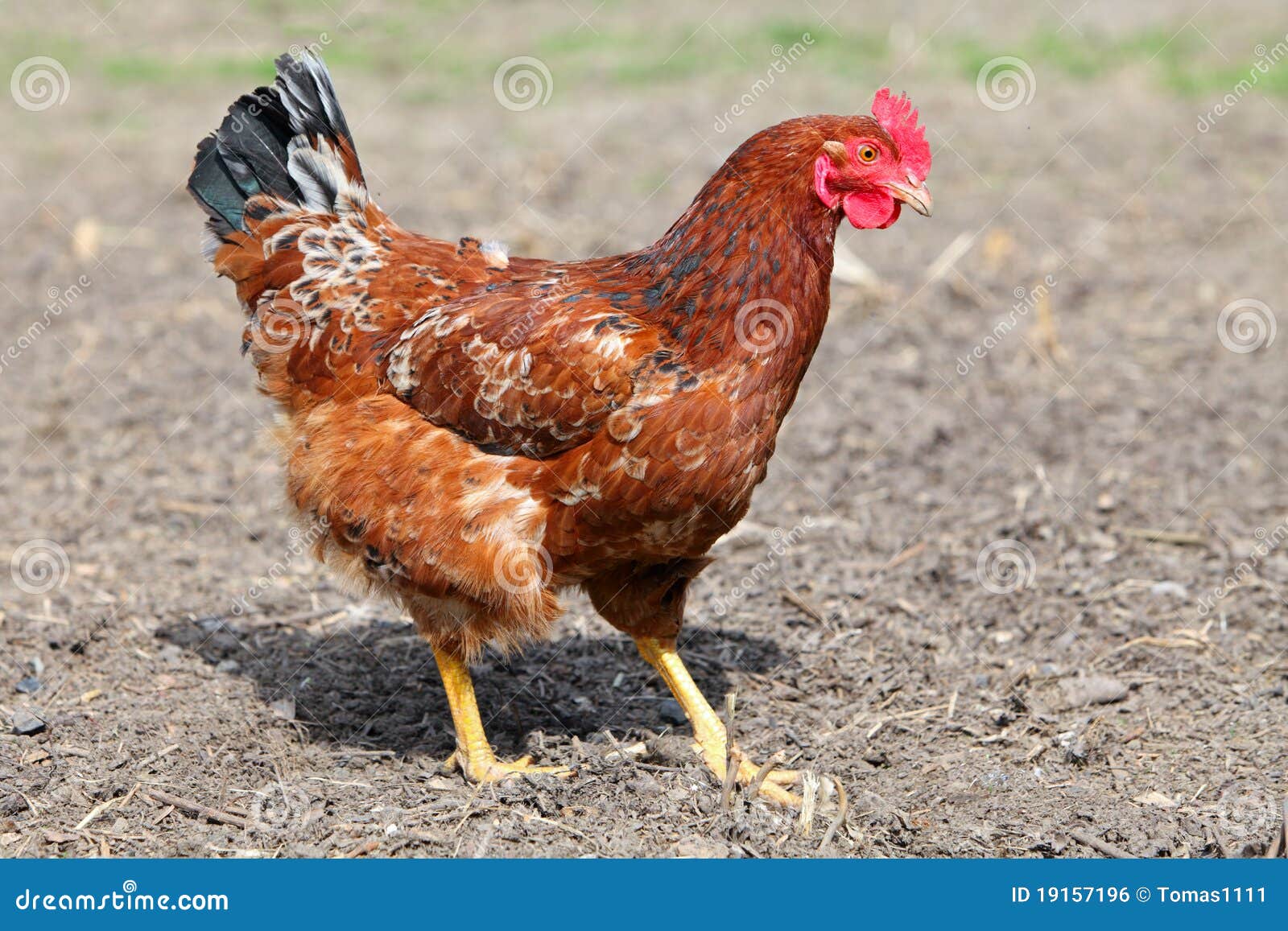 Henne - Huhn stockfoto. Bild von greifer, eier, schnabel - 19157196