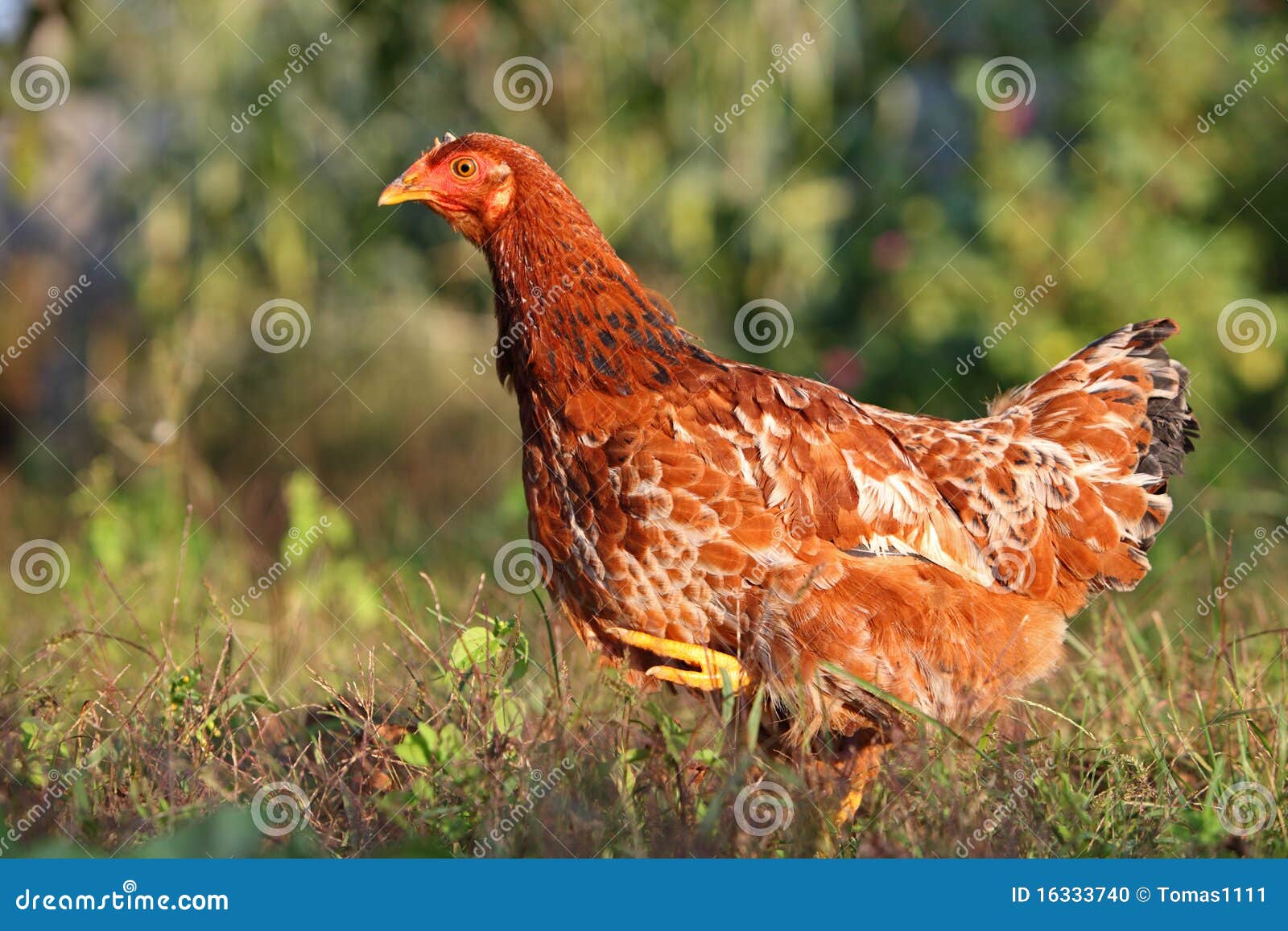 Henne im Bauernhof stockfoto. Bild von küken, vieh, gartenbau - 16333740