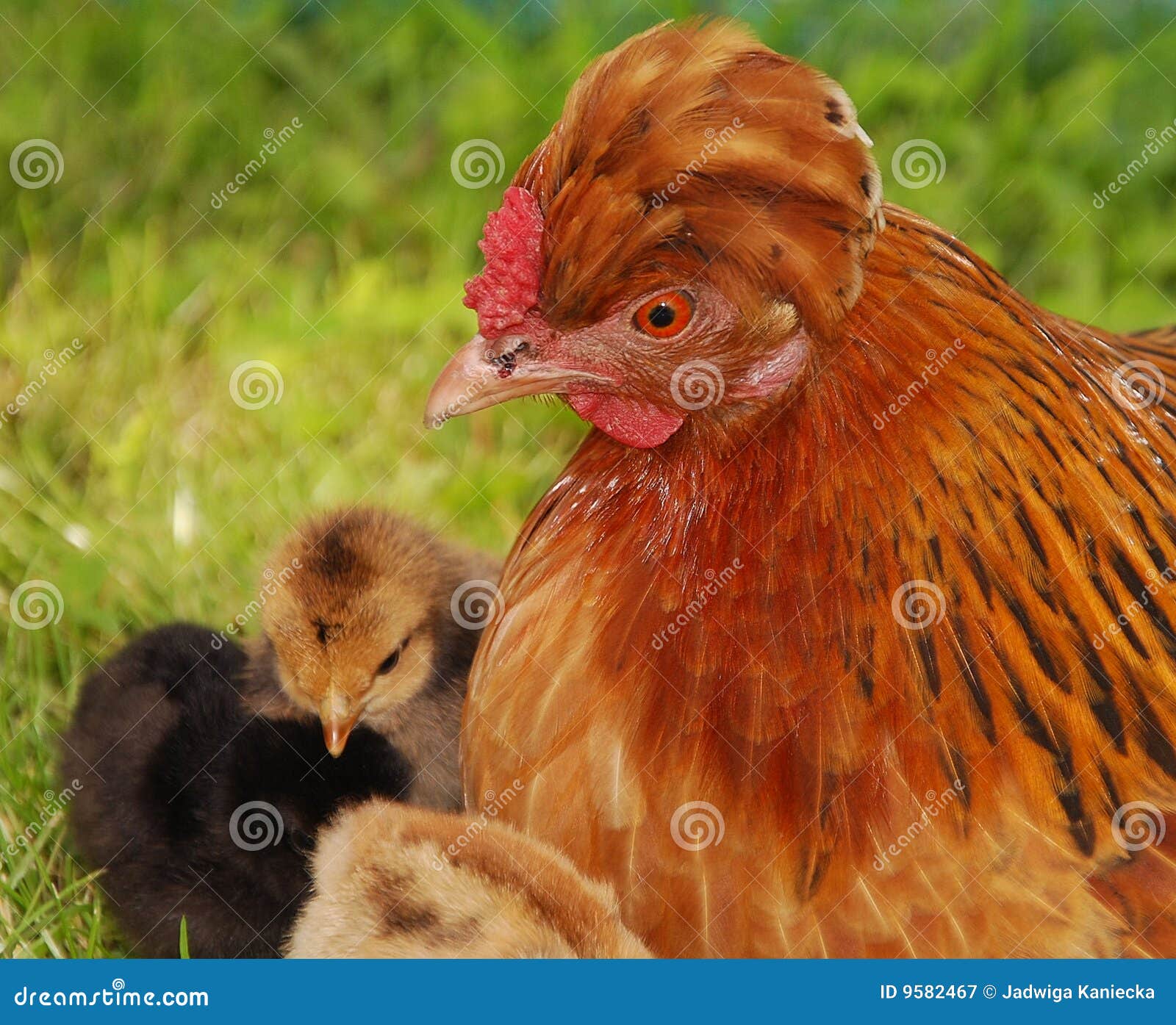 Henne mit Huhn stockbild. Bild von kinder, vogel, kind - 9582467