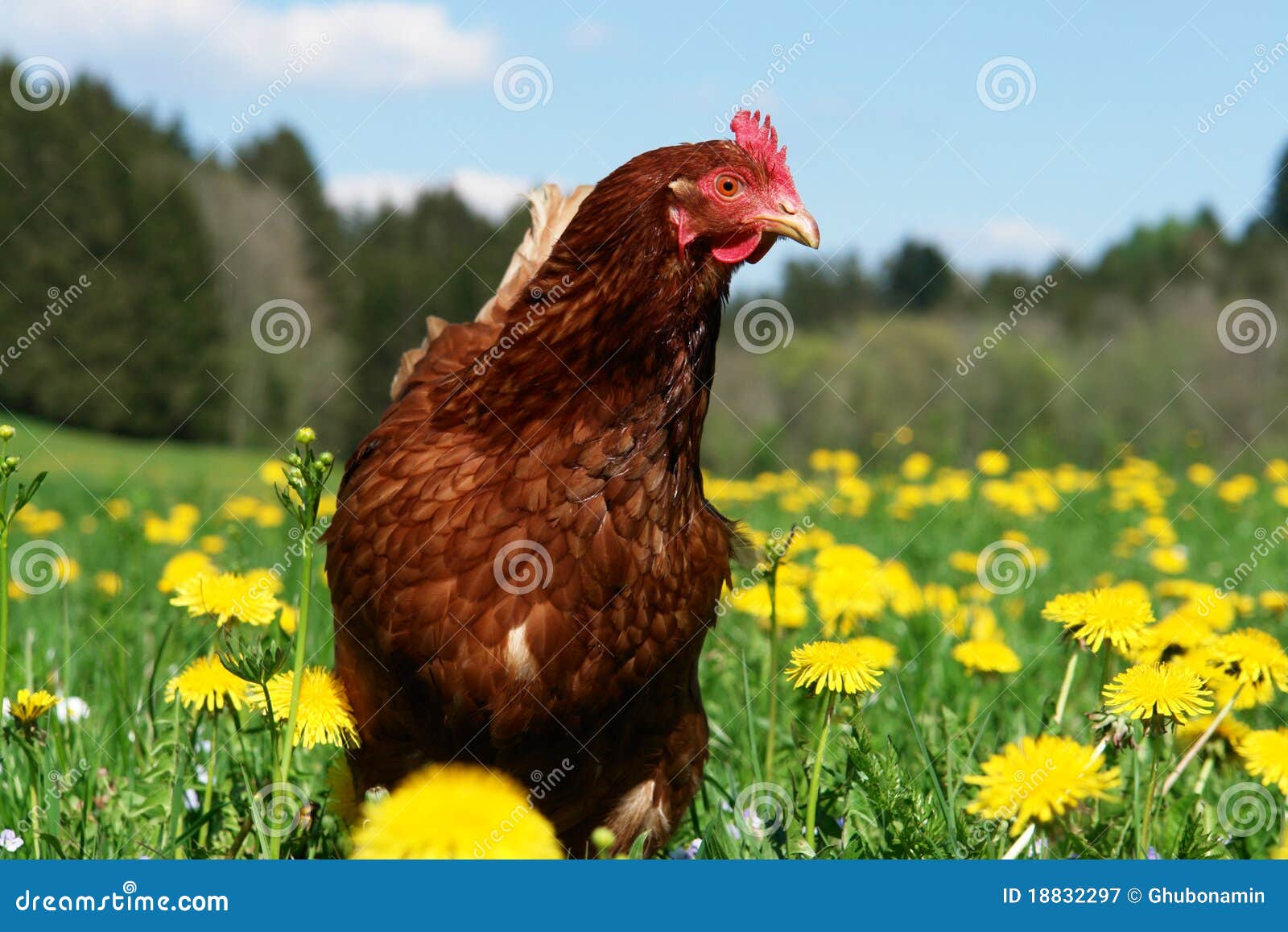 Hennen stock image. Image of animal, hens, feathered - 18832297