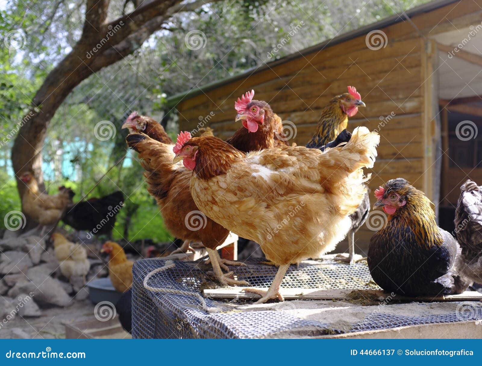 Hennen stockbild. Bild von produktion, henne, fleisch - 44666137