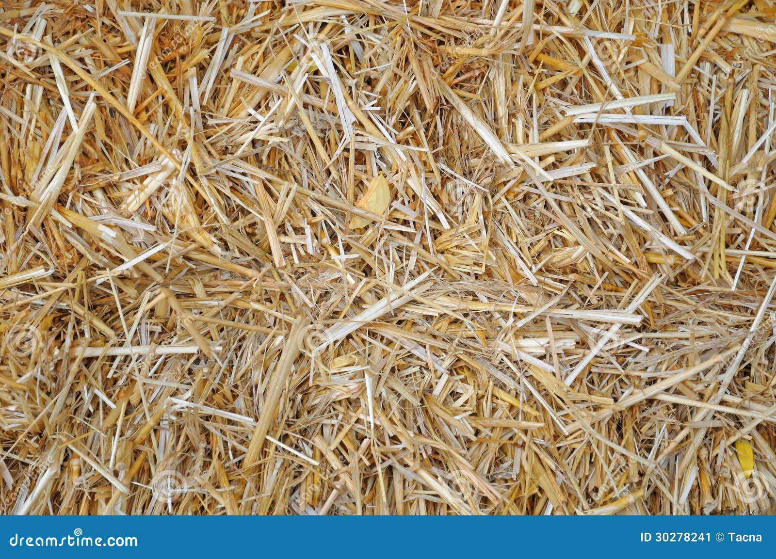 Heno seco imagen de archivo. Imagen de avaro, agricultura - 30278241