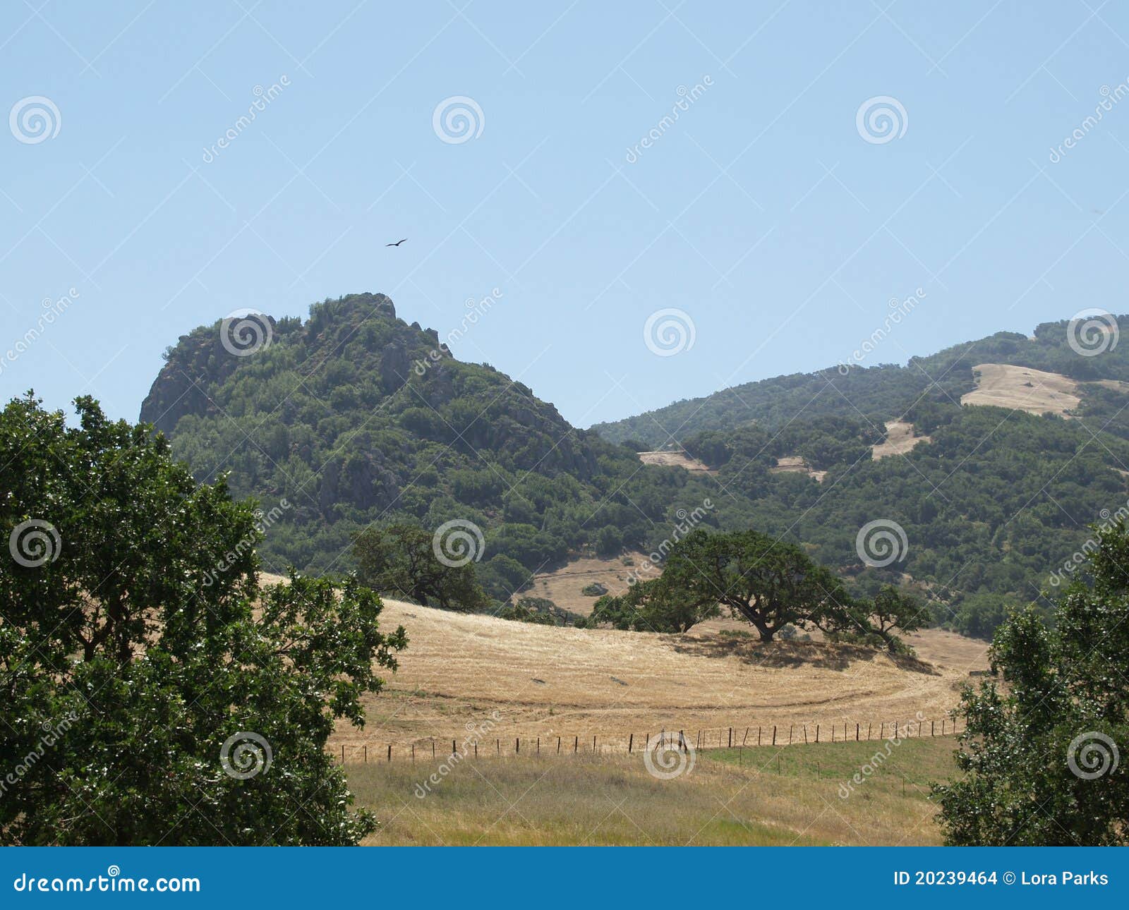 Henry Coe State Park stock photo. Image of wooded, scenery - 20239464