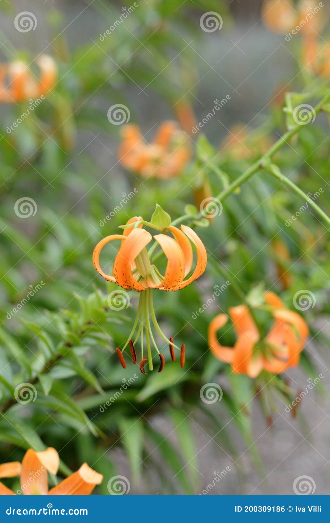 Henrys lily stock photo. Image of botany, henryi, flower - 200309186