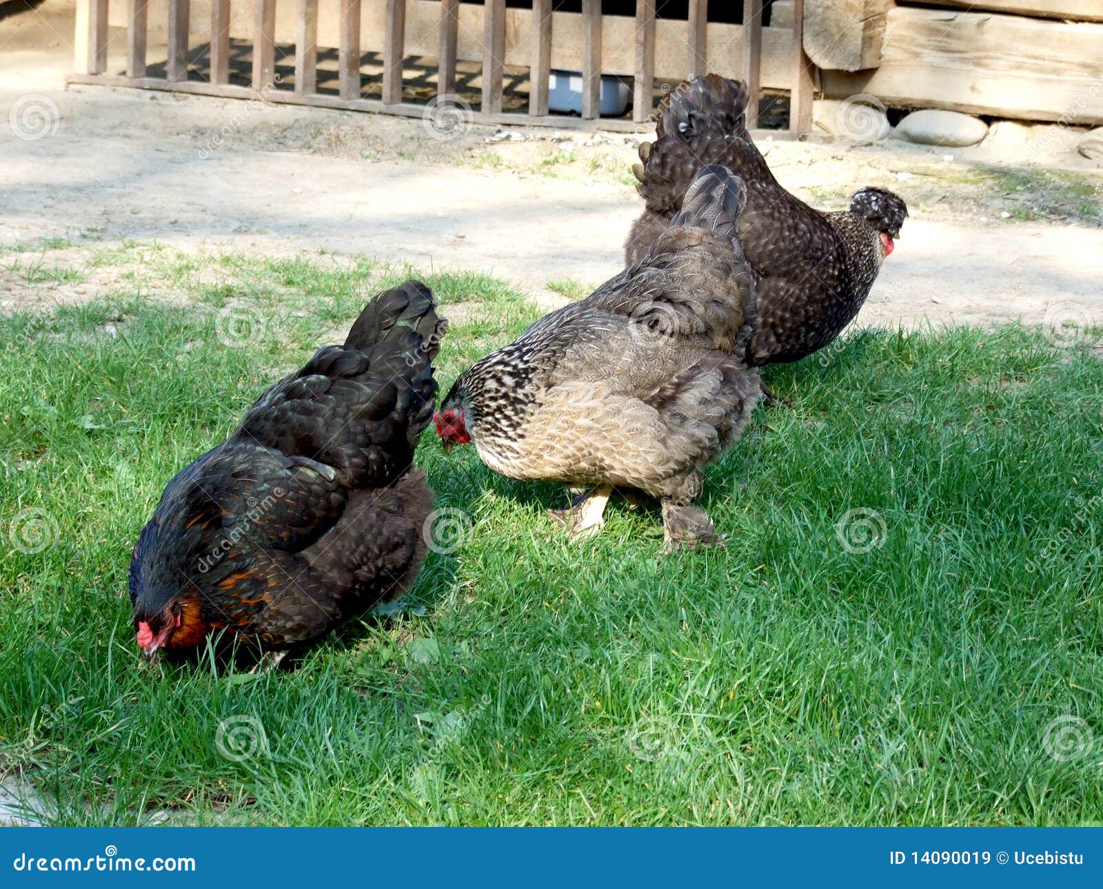 Hens stock image. Image of animals, eyes, country, feather - 14090019