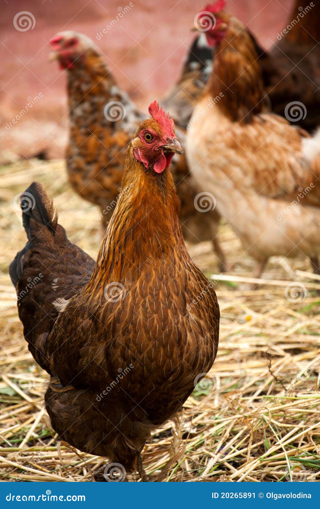Hens stock image. Image of garden, poultry, rustic, village - 20265891