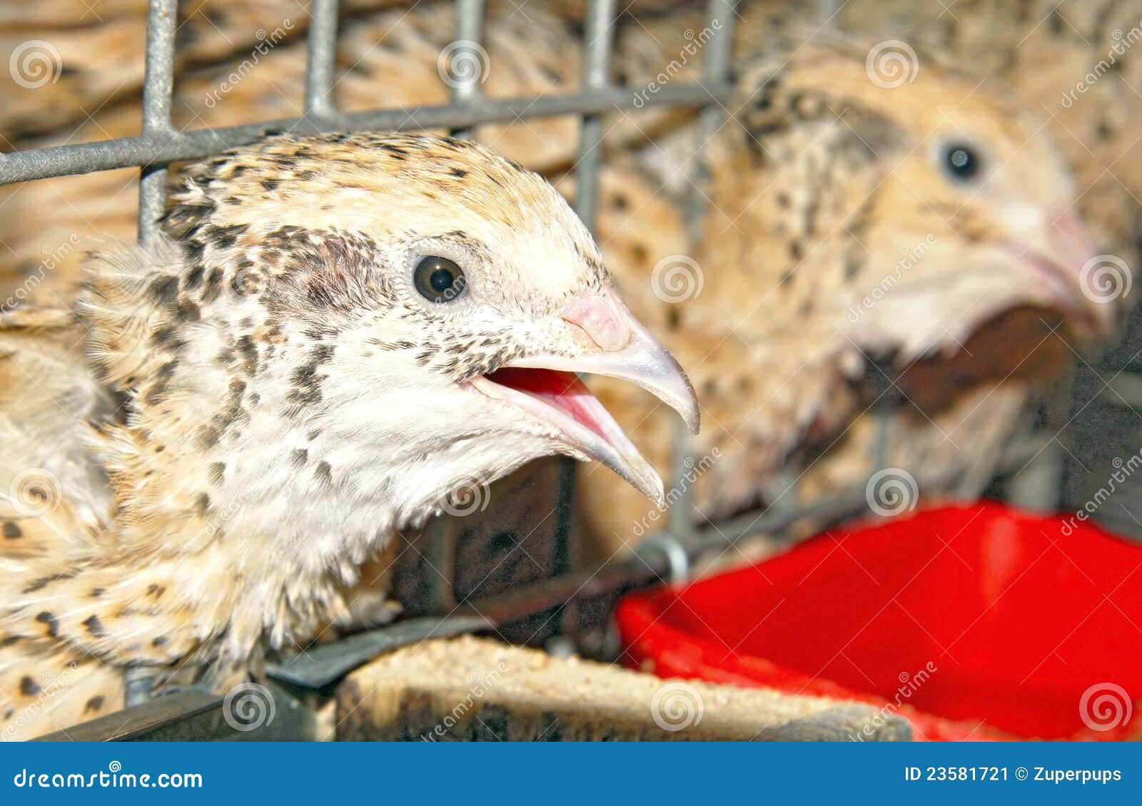 Hens stock image. Image of fuzzy, bird, hens, chickens - 23581721