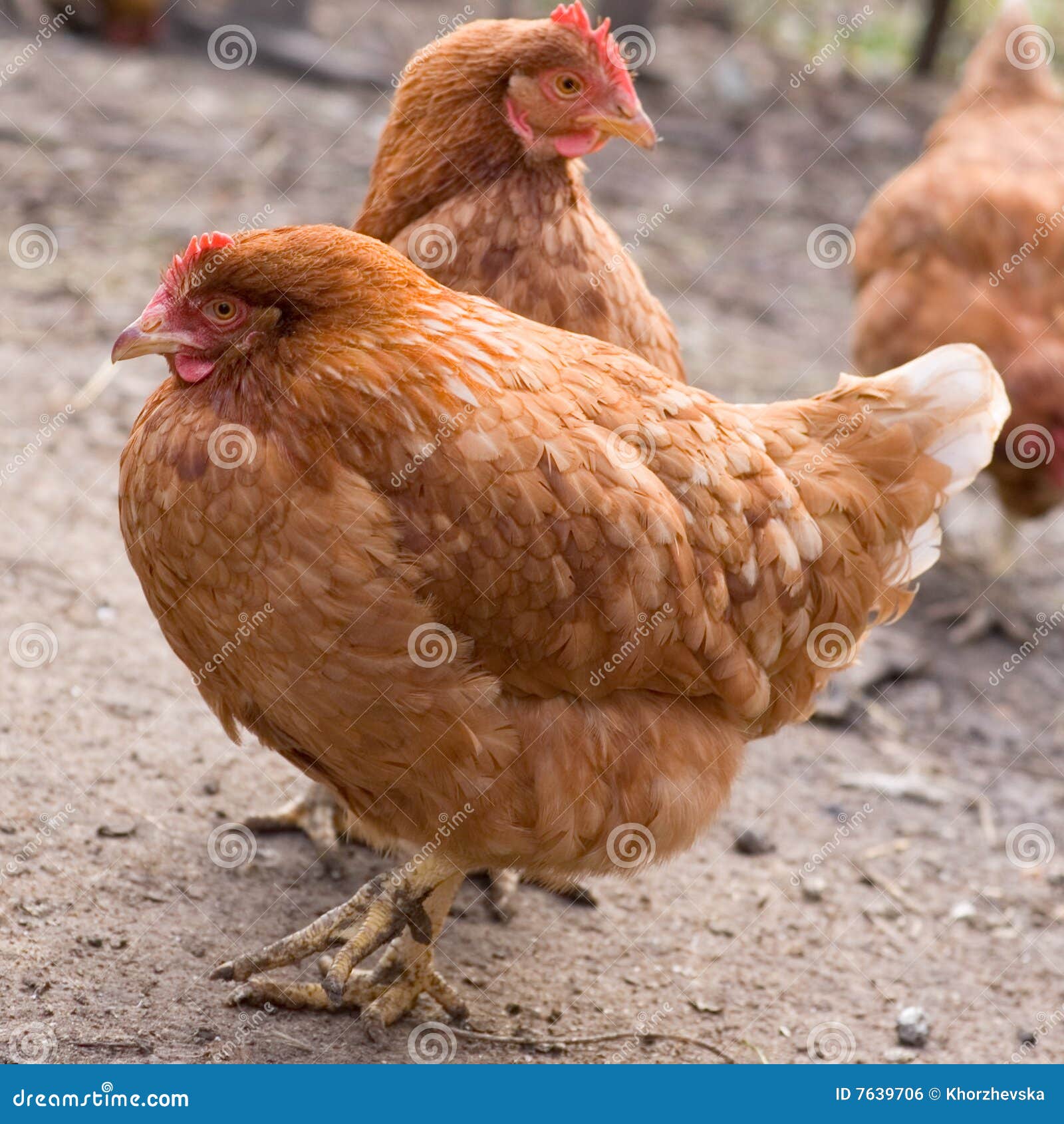 Hens stock photo. Image of farm, poultry, rooster, rural - 7639706