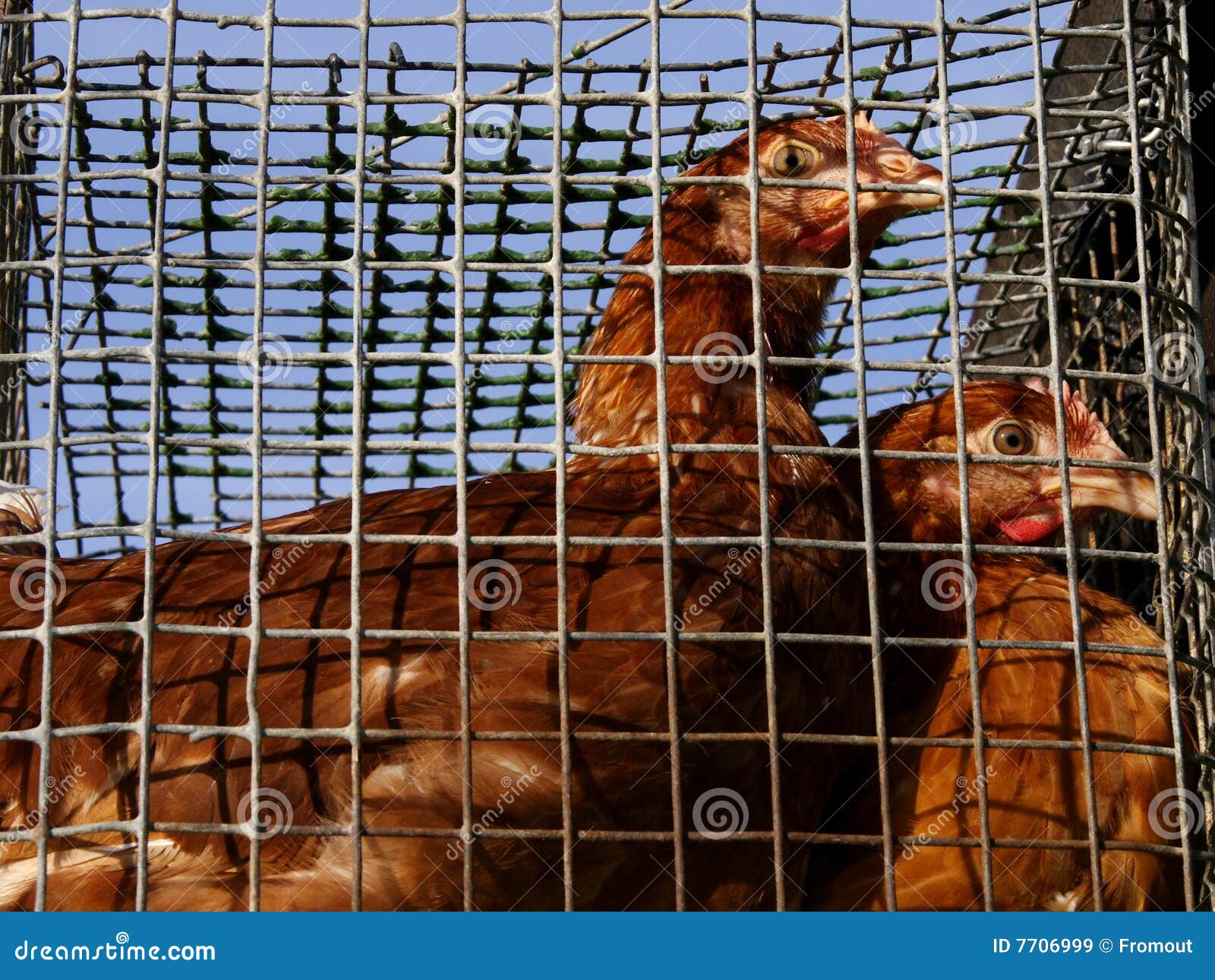 Hens stock image. Image of beak, chick, farmland, rooster - 7706999