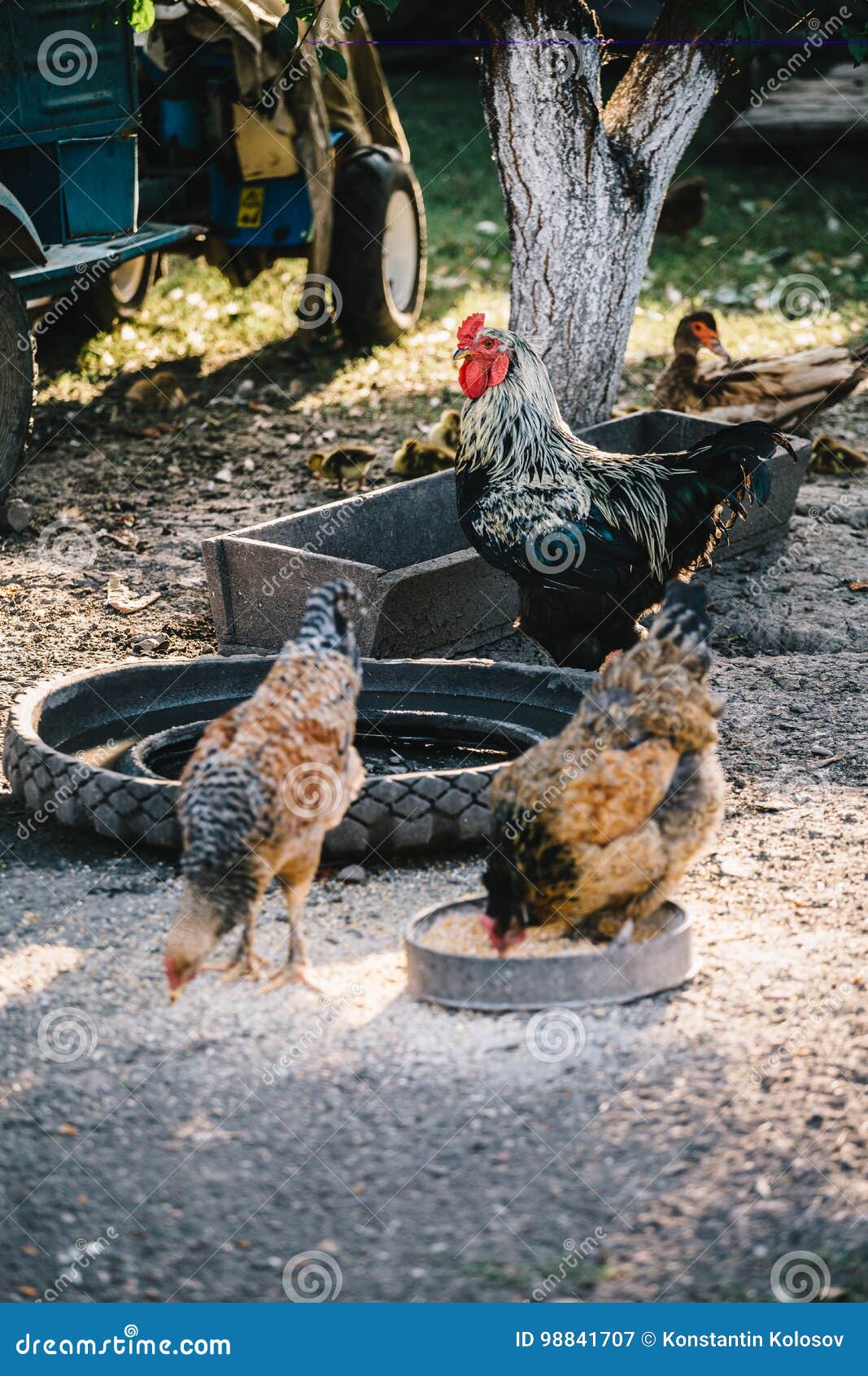 Hens in backyard feeding stock image. Image of natural - 98841707