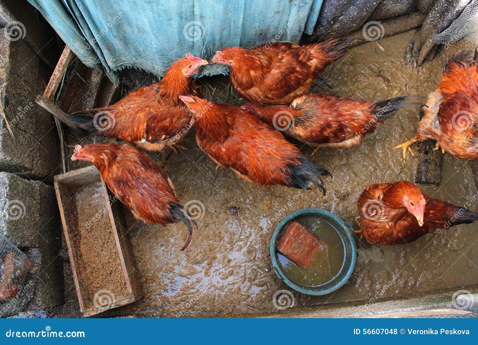 Hens in the backyard stock photo. Image of gallus, antibiotic - 56607048