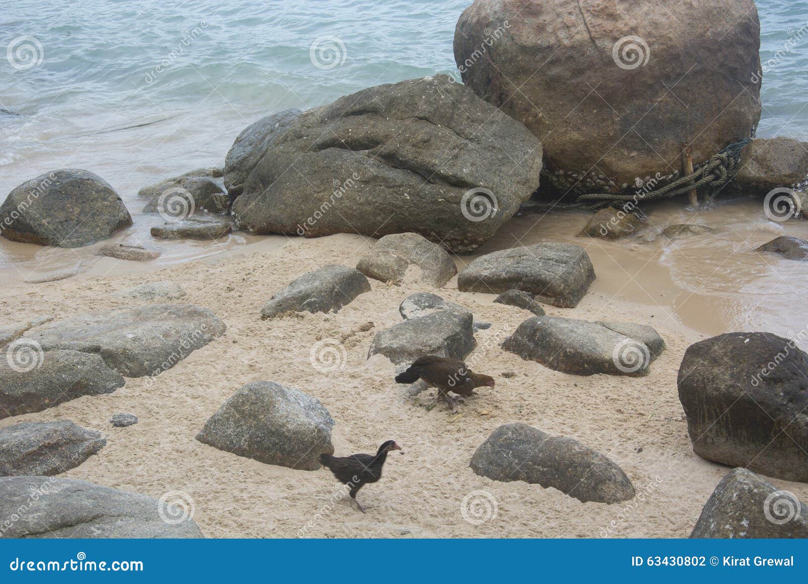 Hens at a Beach in Thailand Stock Photo - Image of beak, food: 63430802