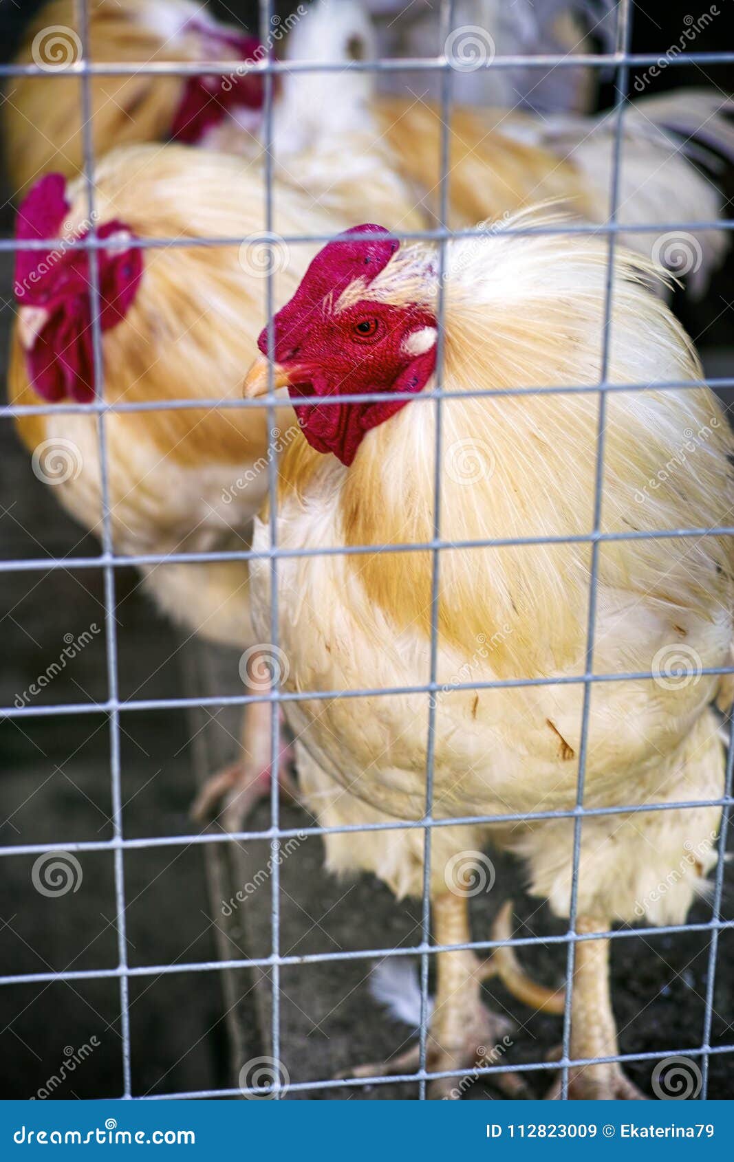 Hens behind the grid stock image. Image of coop, henhouse - 112823009