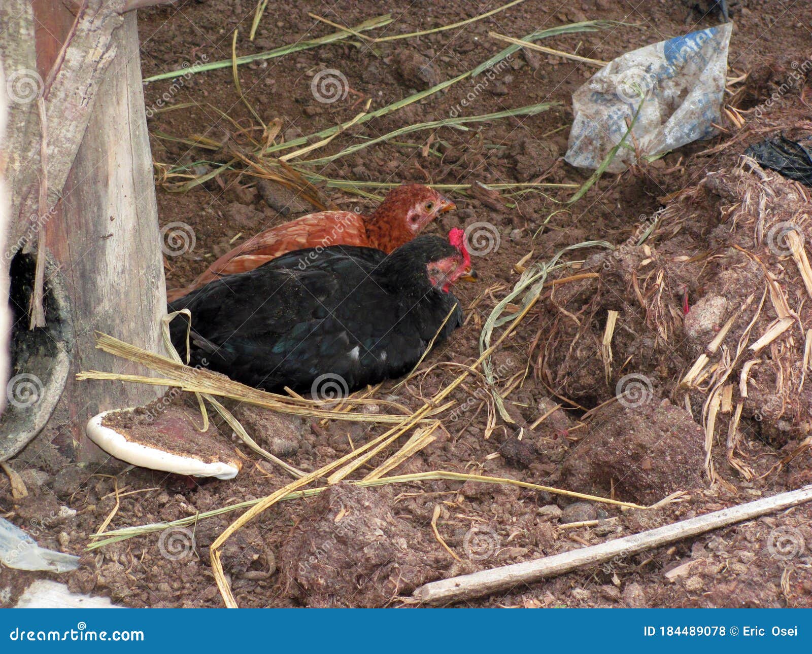 Hens black orange sleeping stock photo. Image of sleeping - 184489078