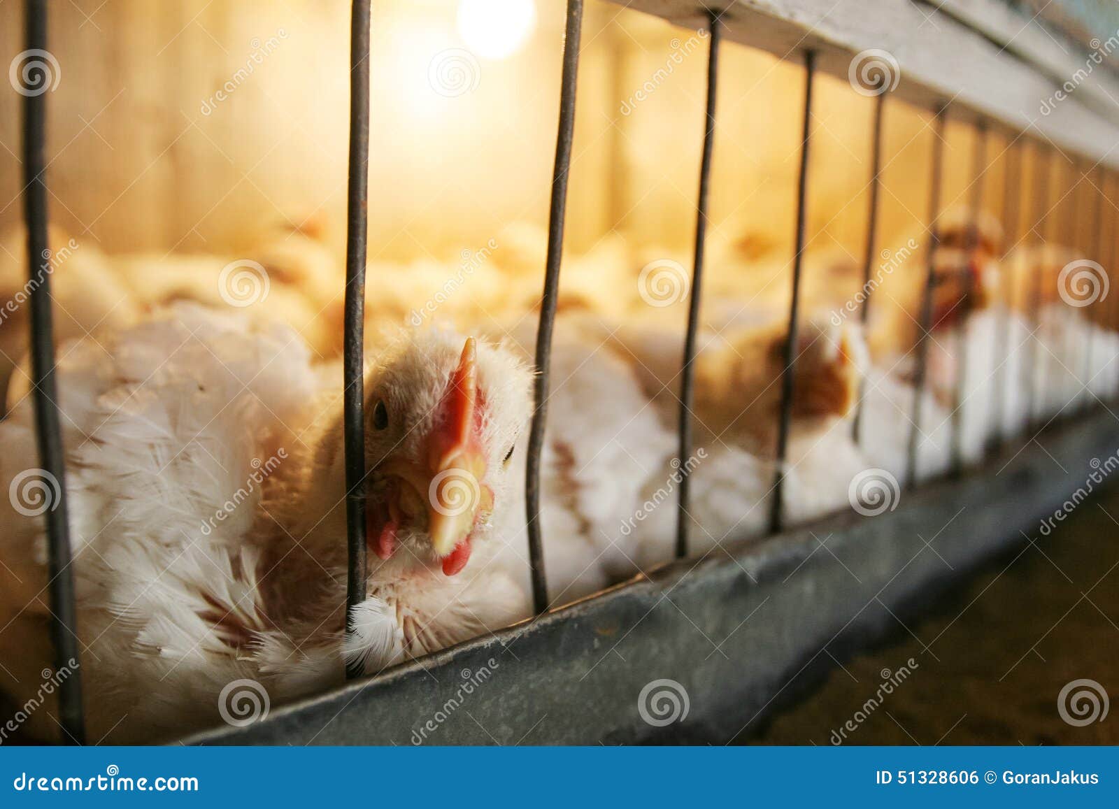 Hens in cage stock photo. Image of hatcher, brown, group - 51328606