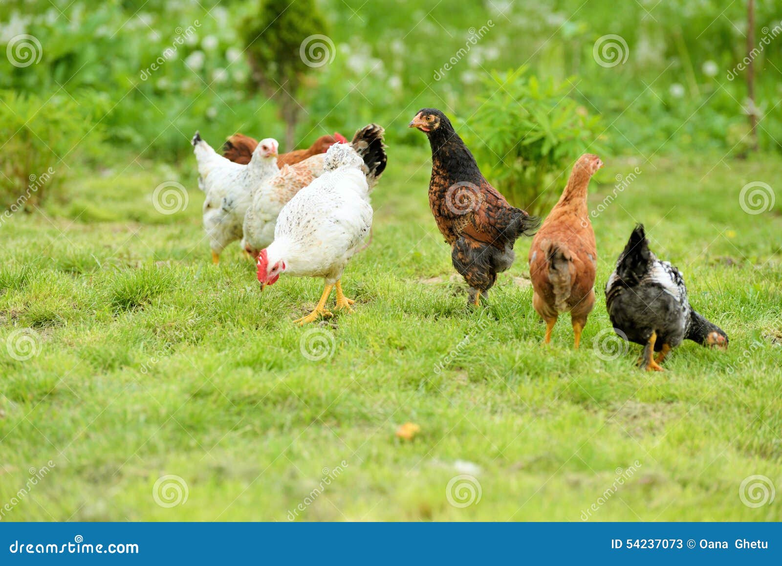Hens and chickens stock image. Image of organic, color - 54237073