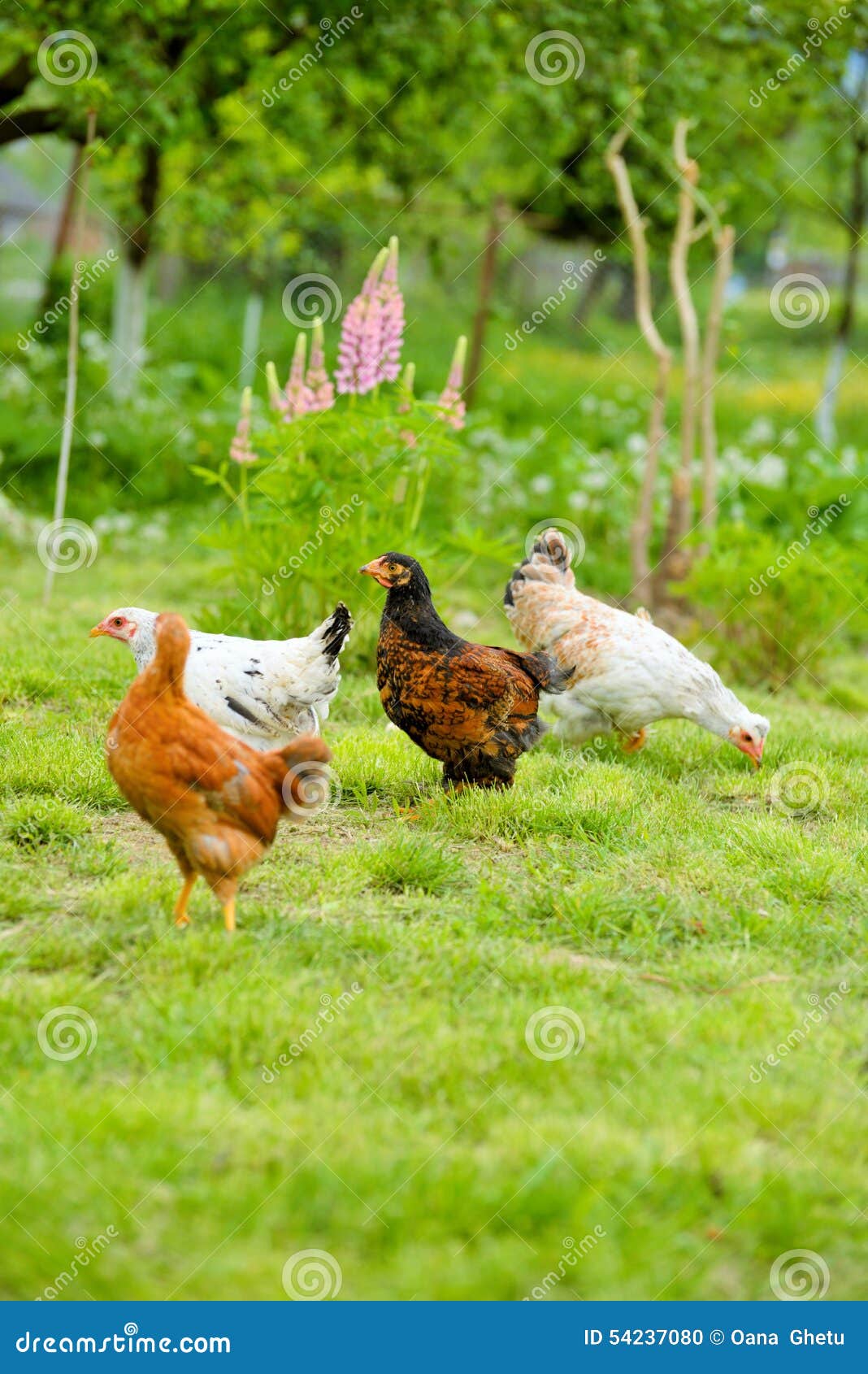 Hens Or Chickens Digging In Dirt For Food. Old Country Farm. Royalty ...