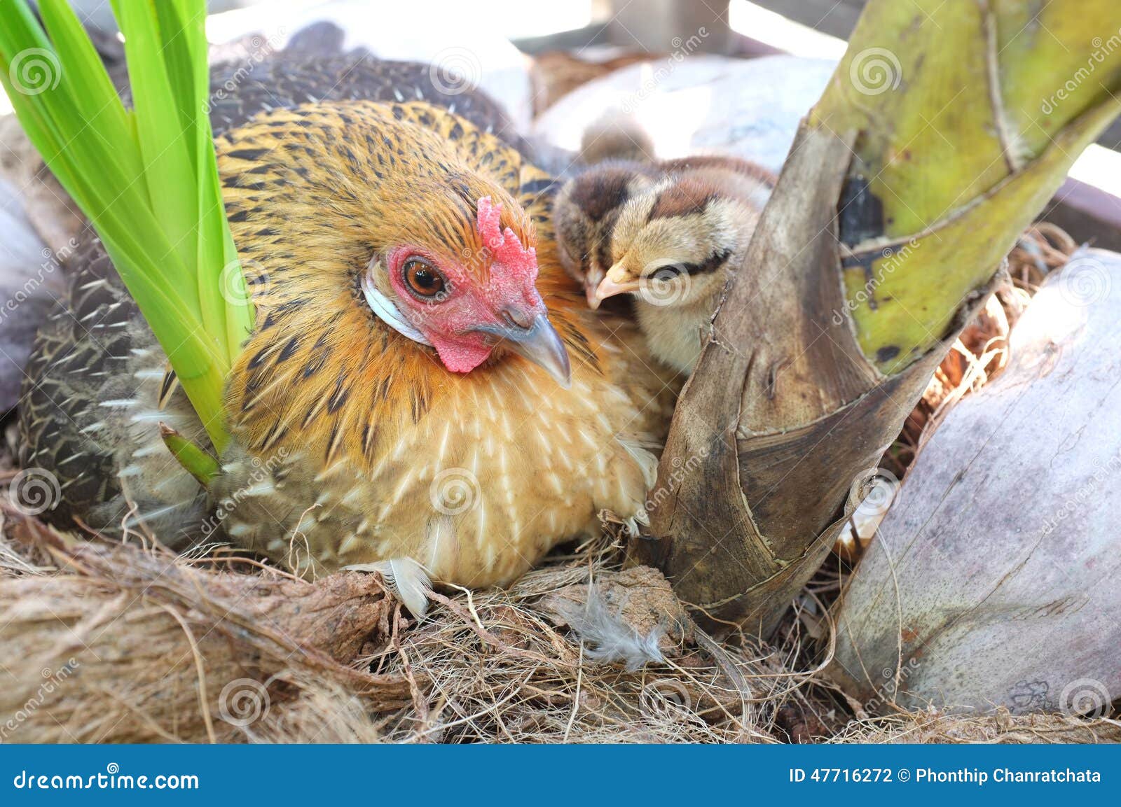 Hens and Chicks in the Nest Stock Photo - Image of domestic, nature ...