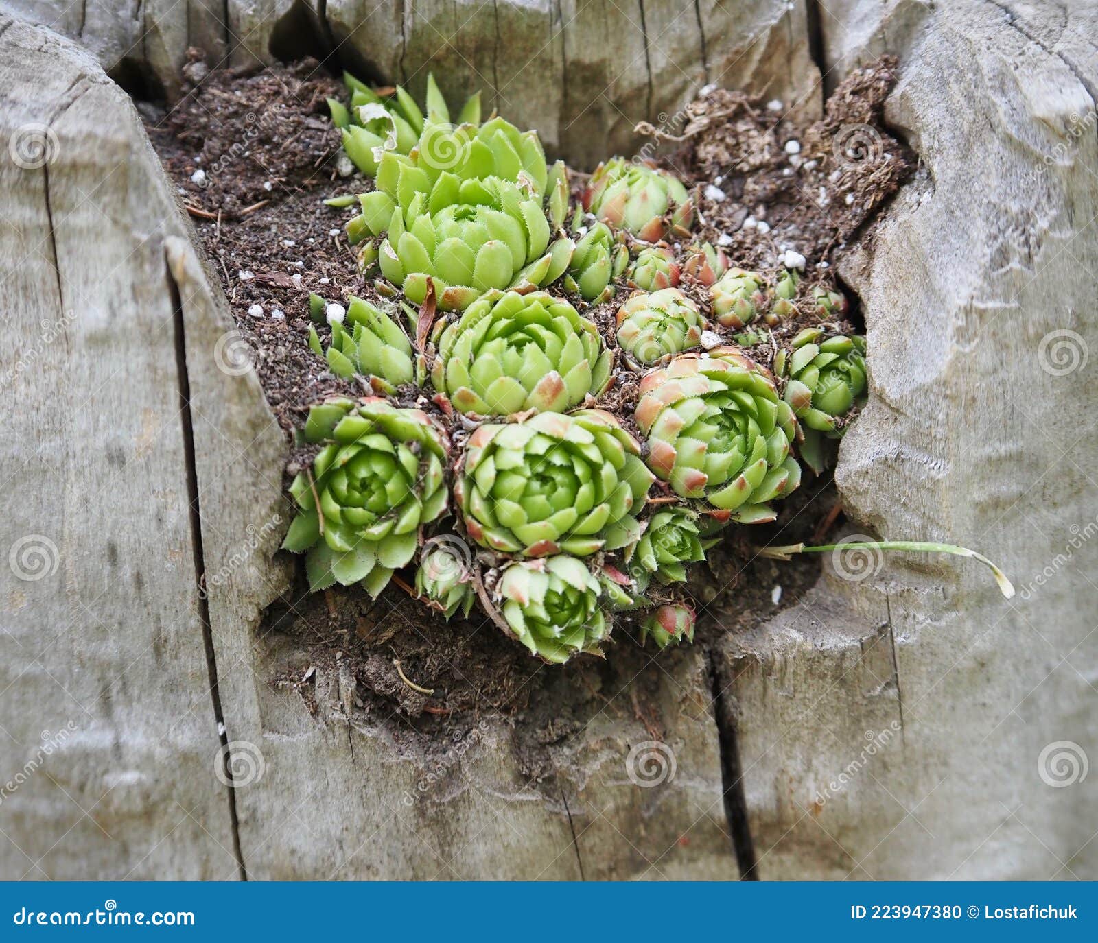 Hens and Chicks or Sempervivum Plants Stock Photo - Image of chicks ...