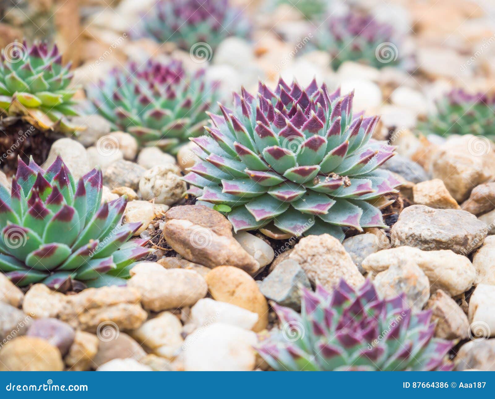 Hens-and-Chicks Succulent Plants Stock Photo - Image of botany, common ...