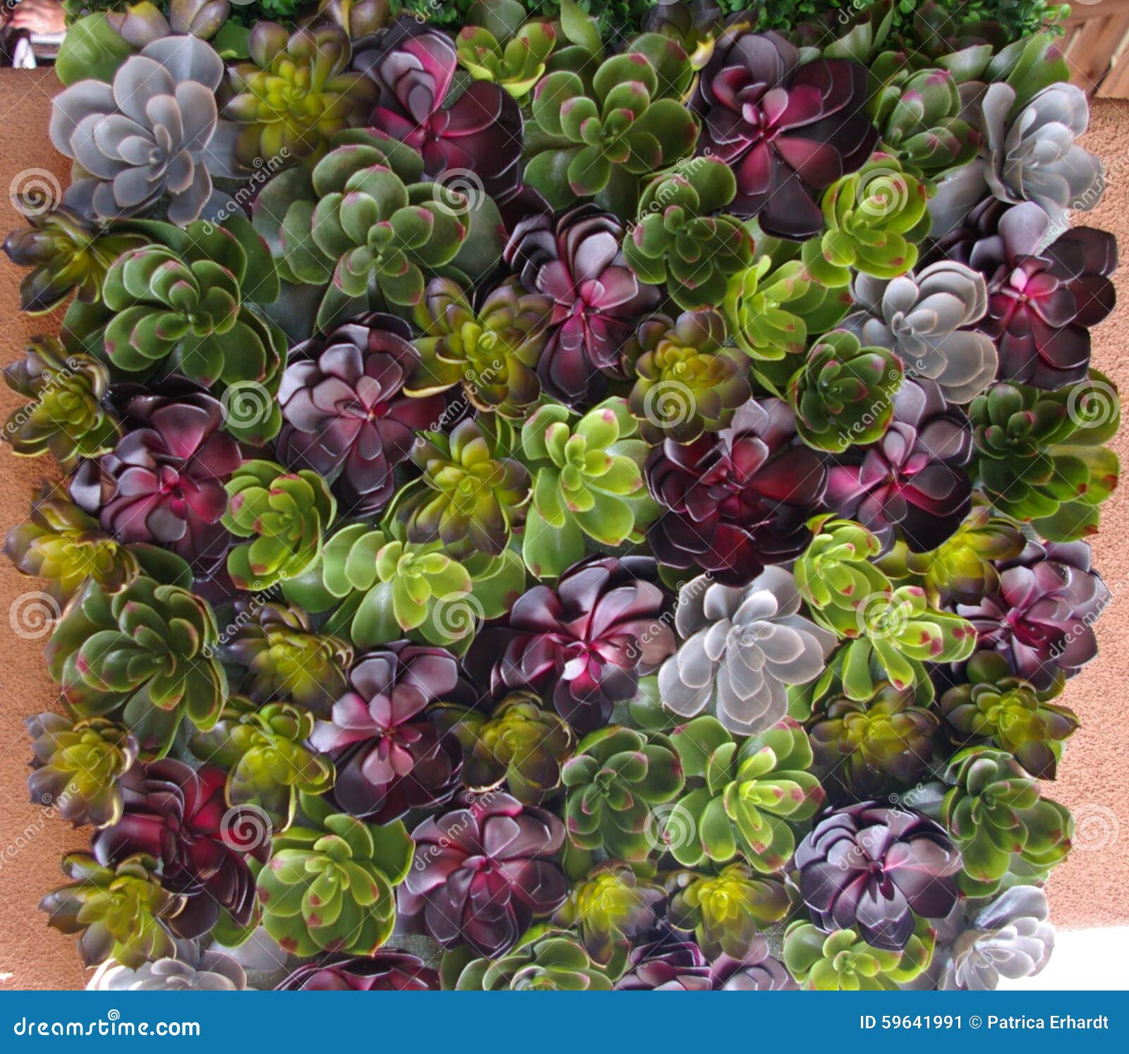 Hens and Chicks Succulents stock image. Image of chicks - 59641991