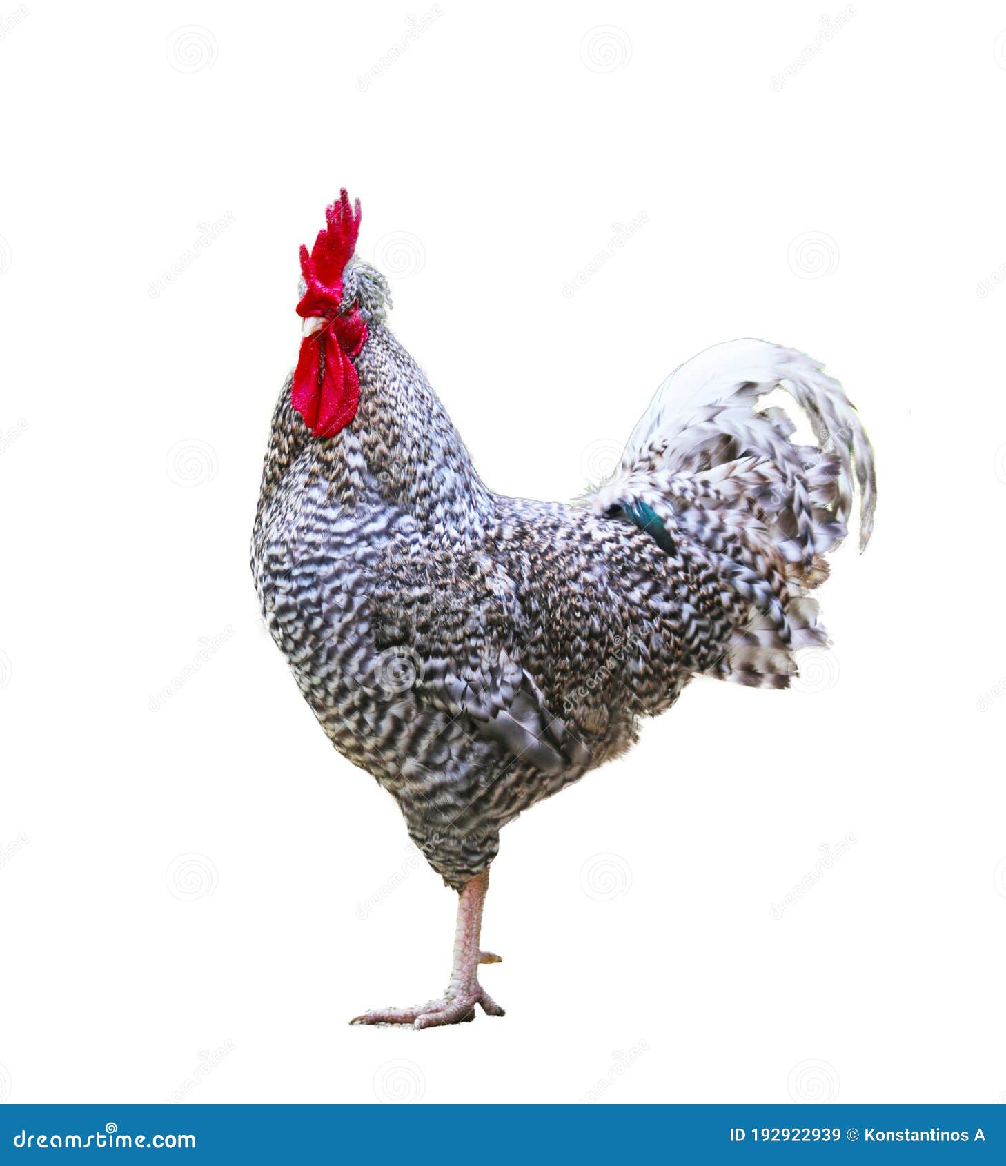 Hens Coks Little Chickens in a Farm Stock Image - Image of farmyard ...