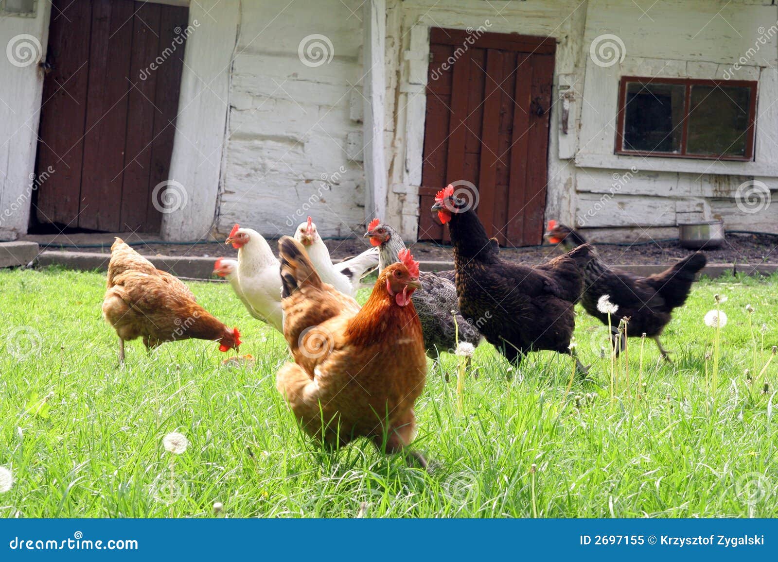 Hens on country backyard stock image. Image of house, cottage - 2697155