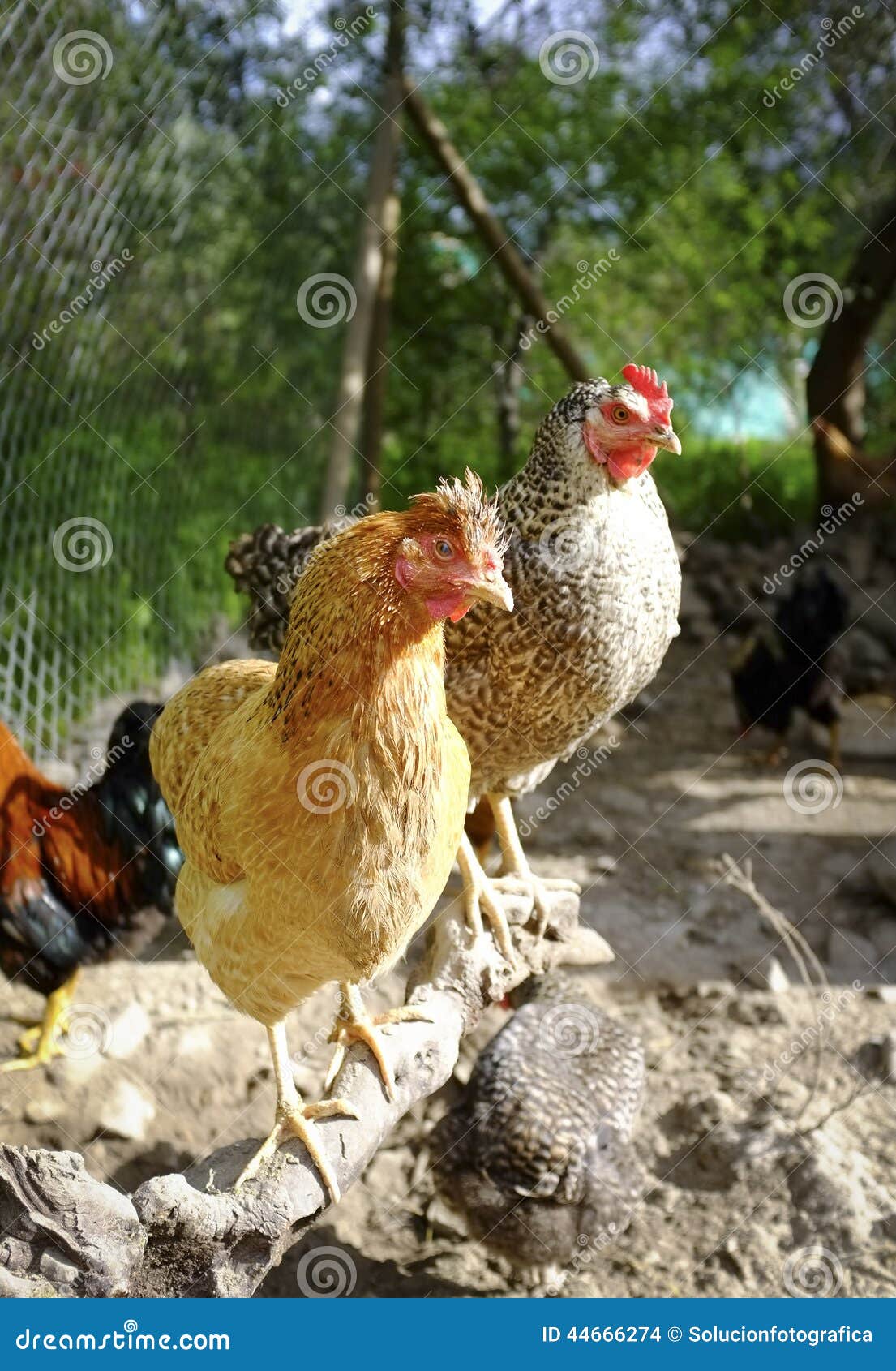 Hens stock photo. Image of organic, poultry, araucana - 44666274