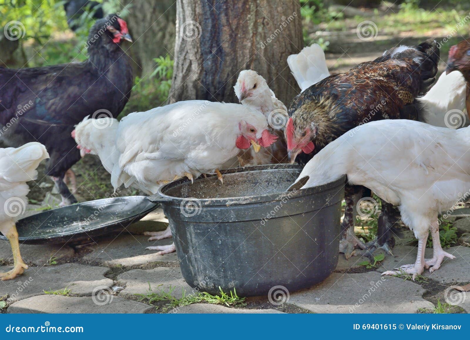 Hens eating 1 stock image. Image of poultry, animal, feed - 69401615