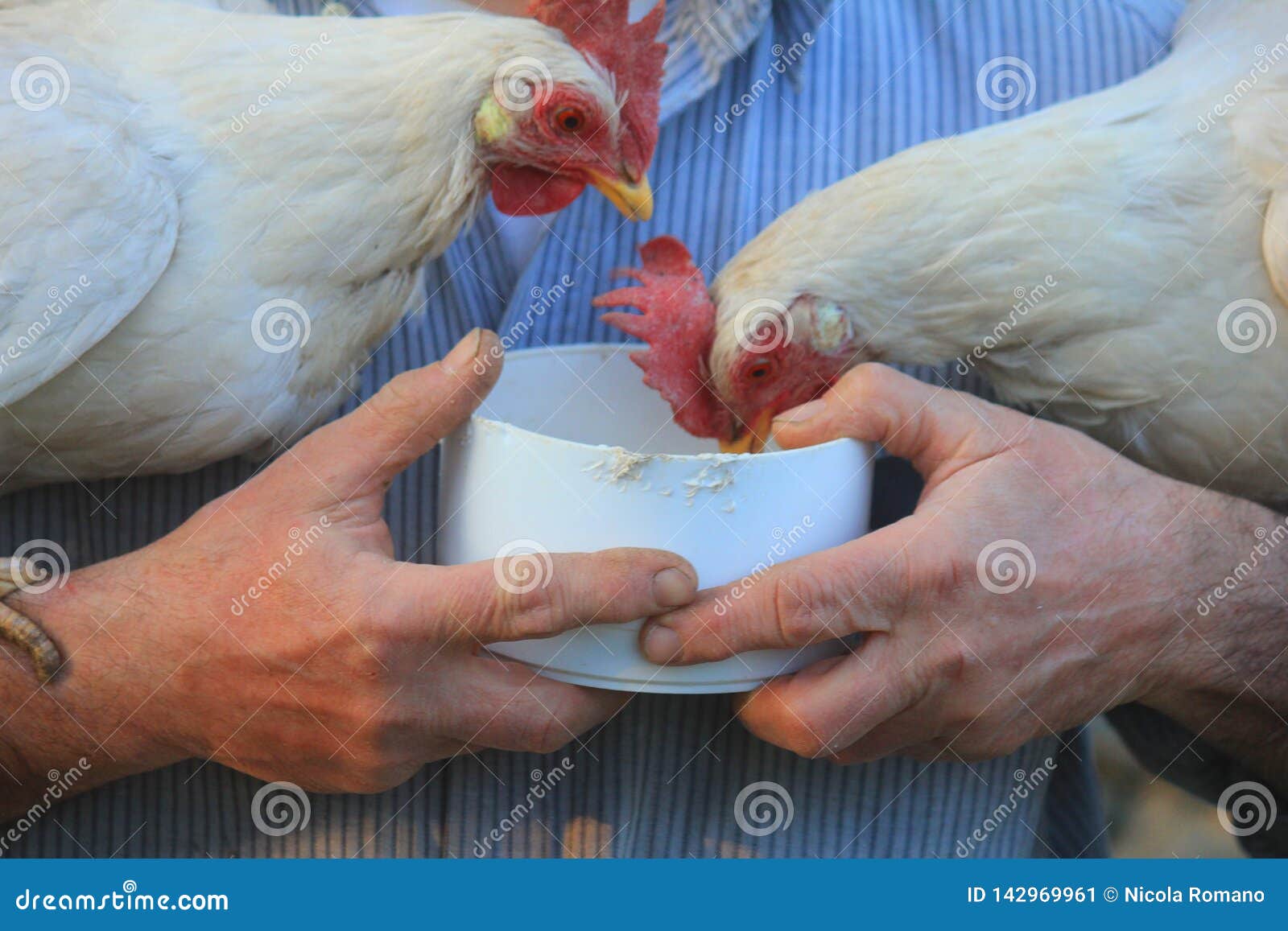 Hens eating from hands stock image. Image of nature - 142969961