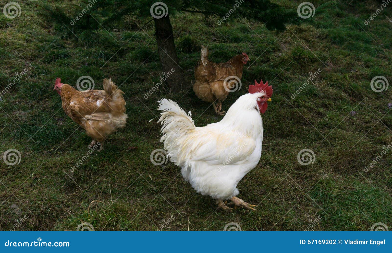 Hens Fair Farm Free Running. Stock Photo - Image of happy, farm: 67169202