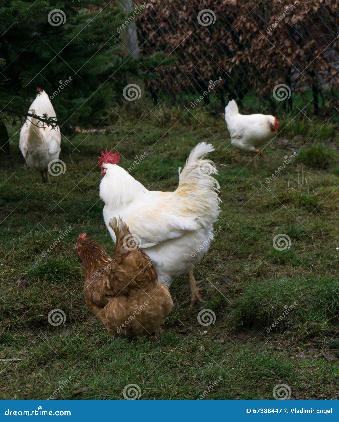 Hens Fair Farm Free Running. Stock Image - Image of agriculture ...