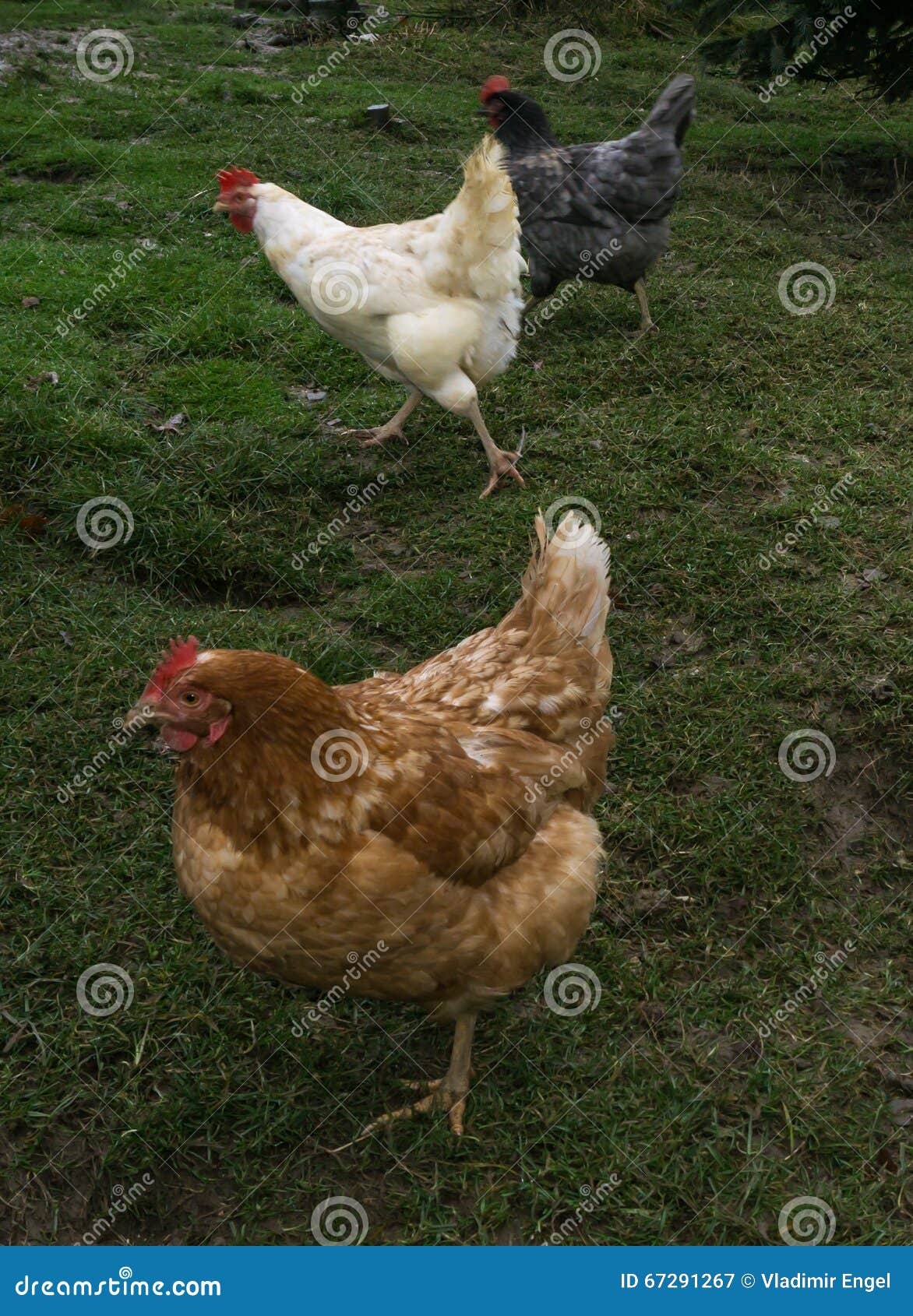 Hens Fair Farm Free Running Hen Stock Image - Image of cage, creature ...