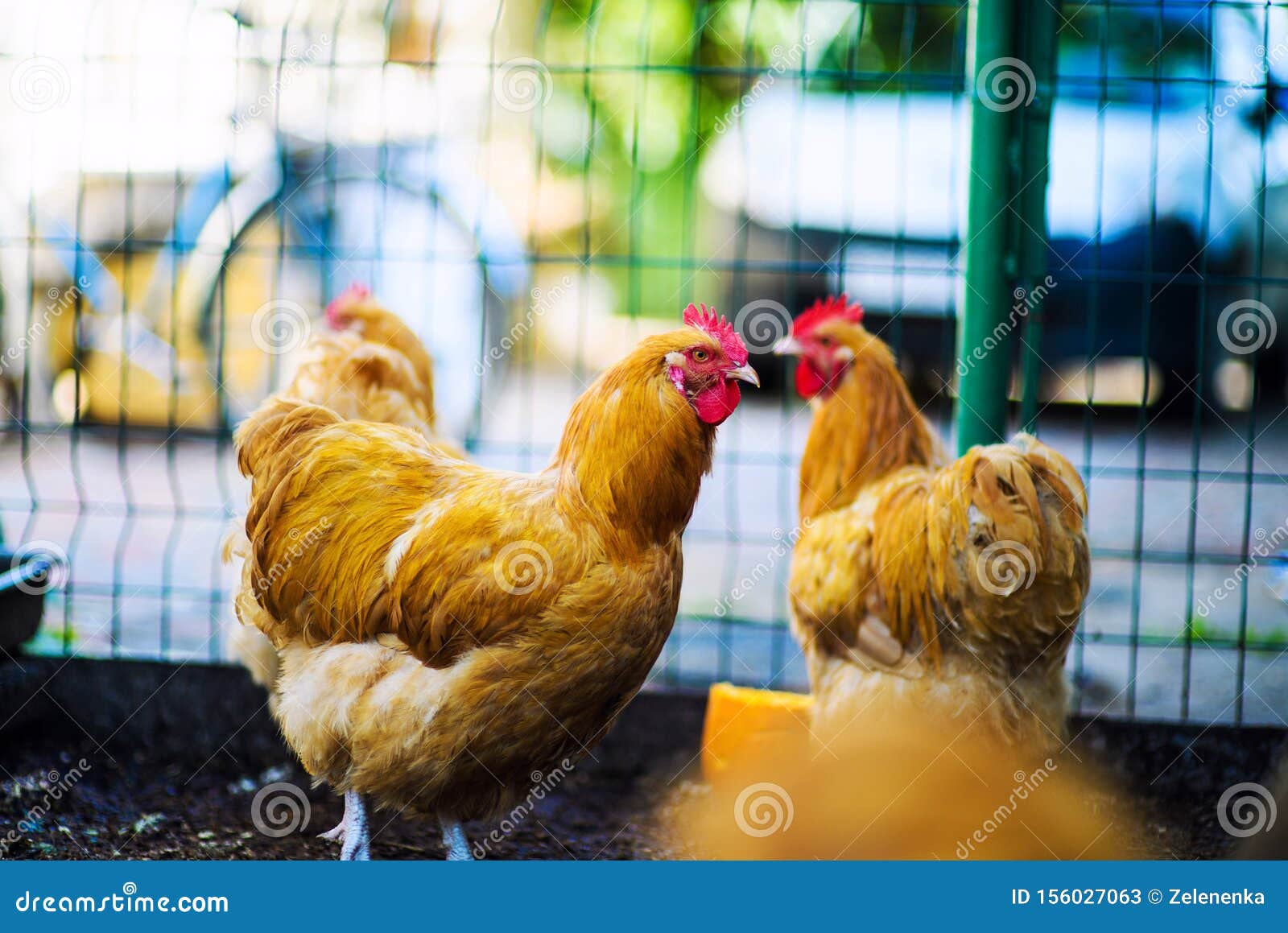 Hens on a farm stock image. Image of rural, farm, animal - 156027063