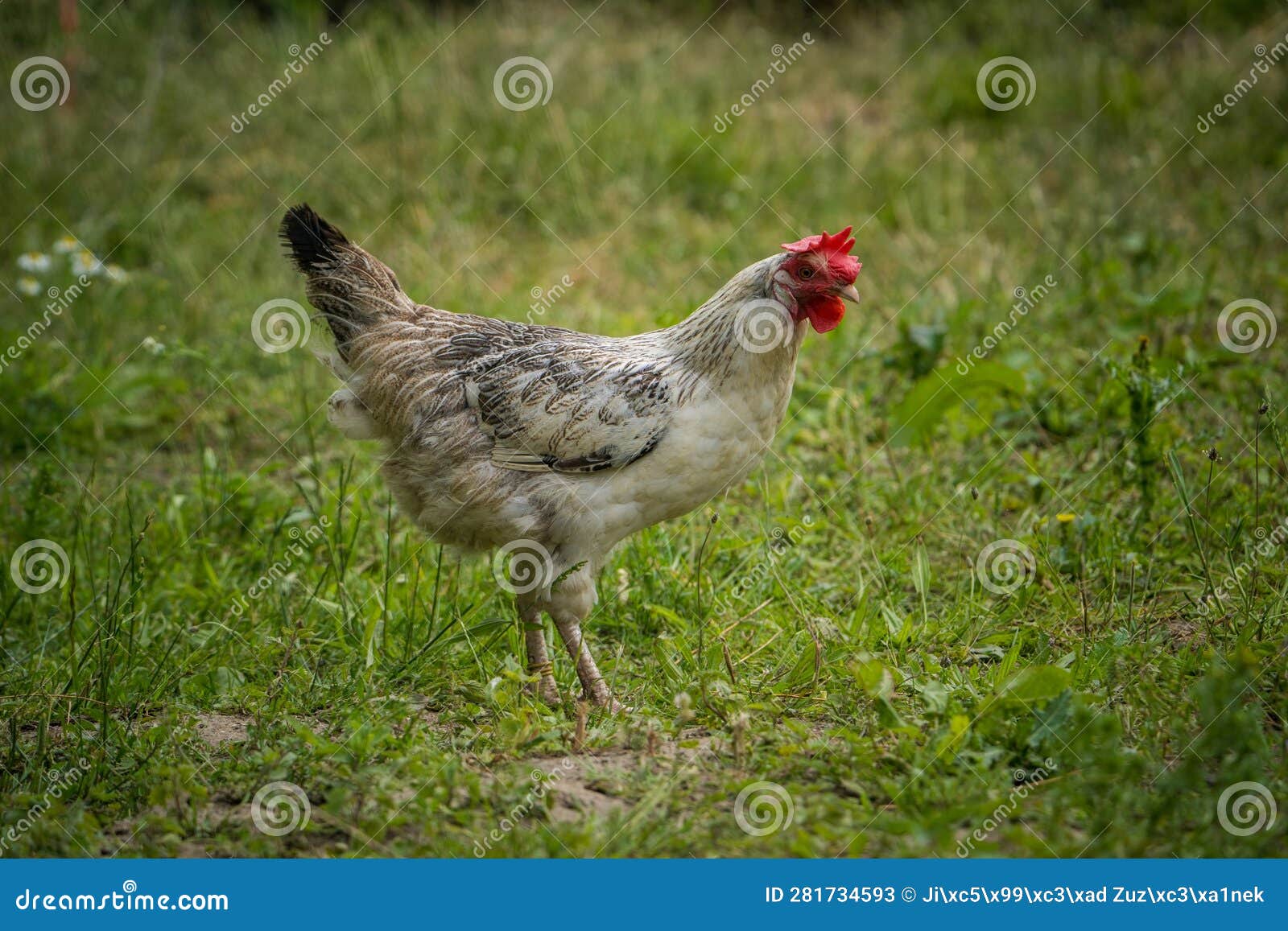 Hens on the farm stock image. Image of range, natural - 281734593